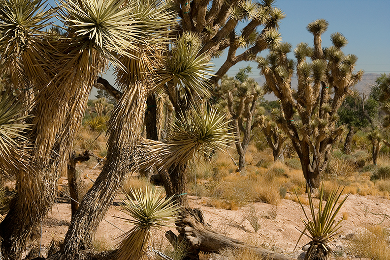 Desert Living Center by Lucchesi Galati - Architizer