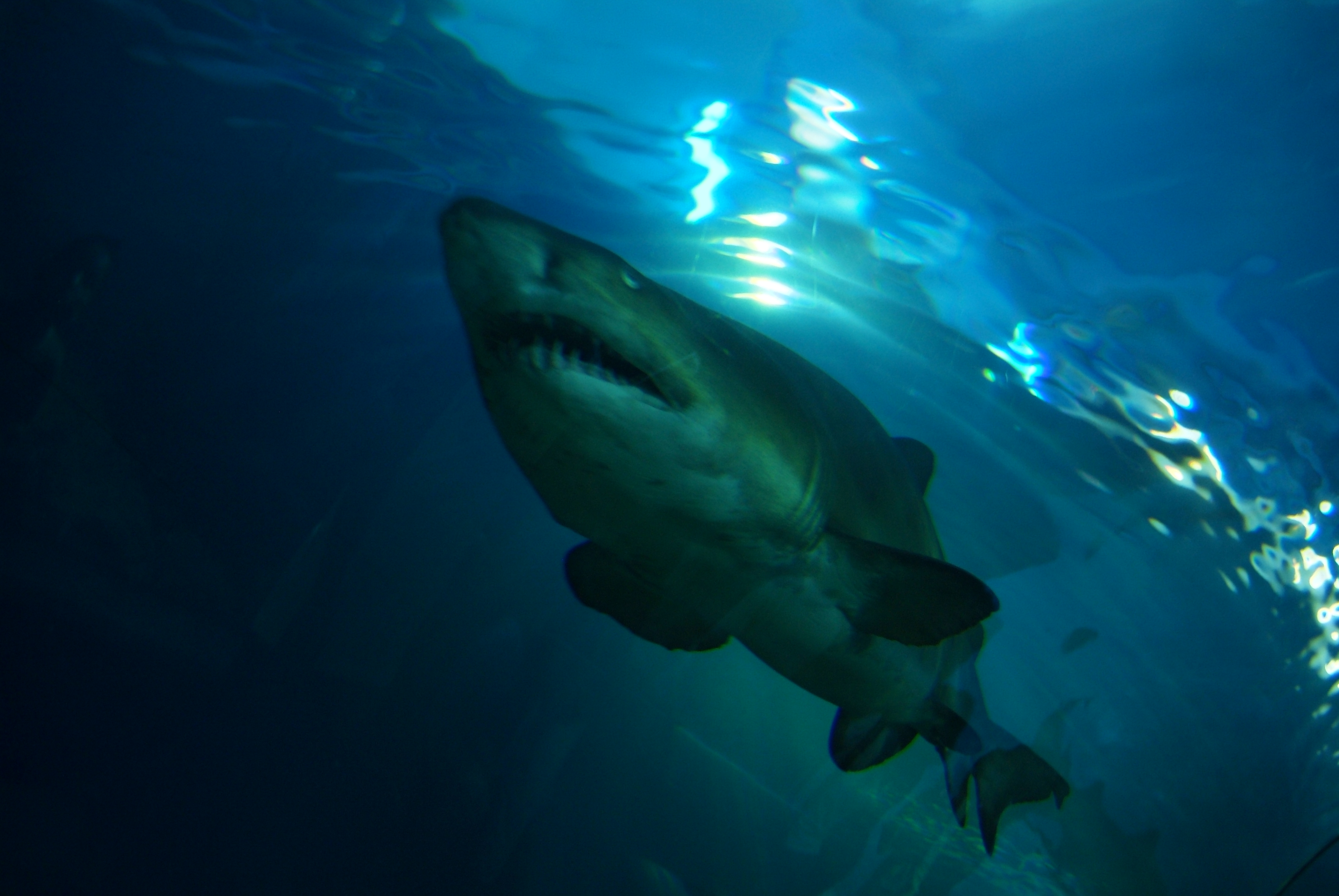 Siam Ocean World by WGC International (Audiovisual, Lighting and ...