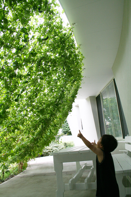 Green Screen House by Organic Design Inc. - Architizer