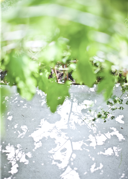 Green Screen House by Organic Design Inc. - Architizer