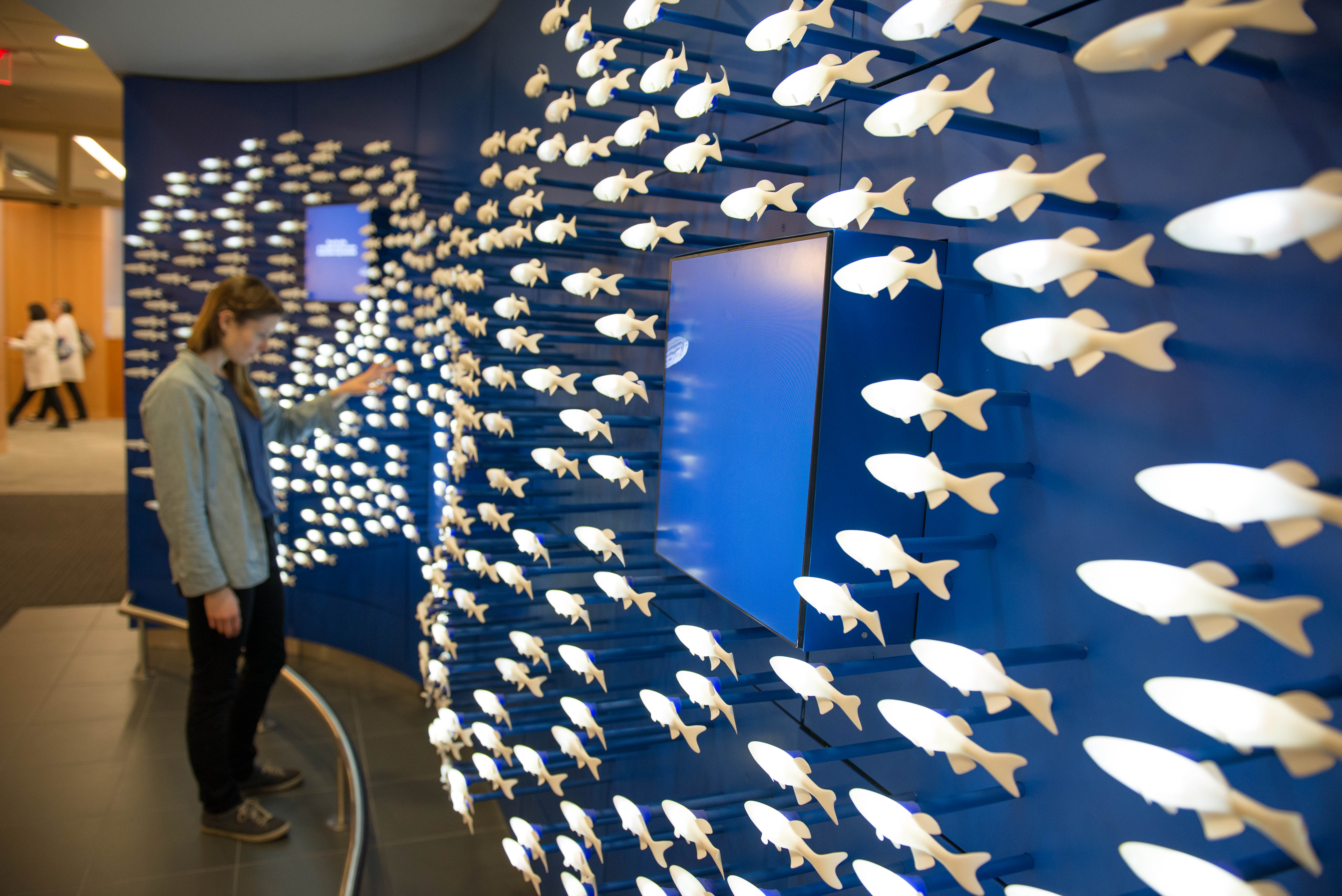 Zebrafish Interactive Donor Wall by Hypersonic - Architizer