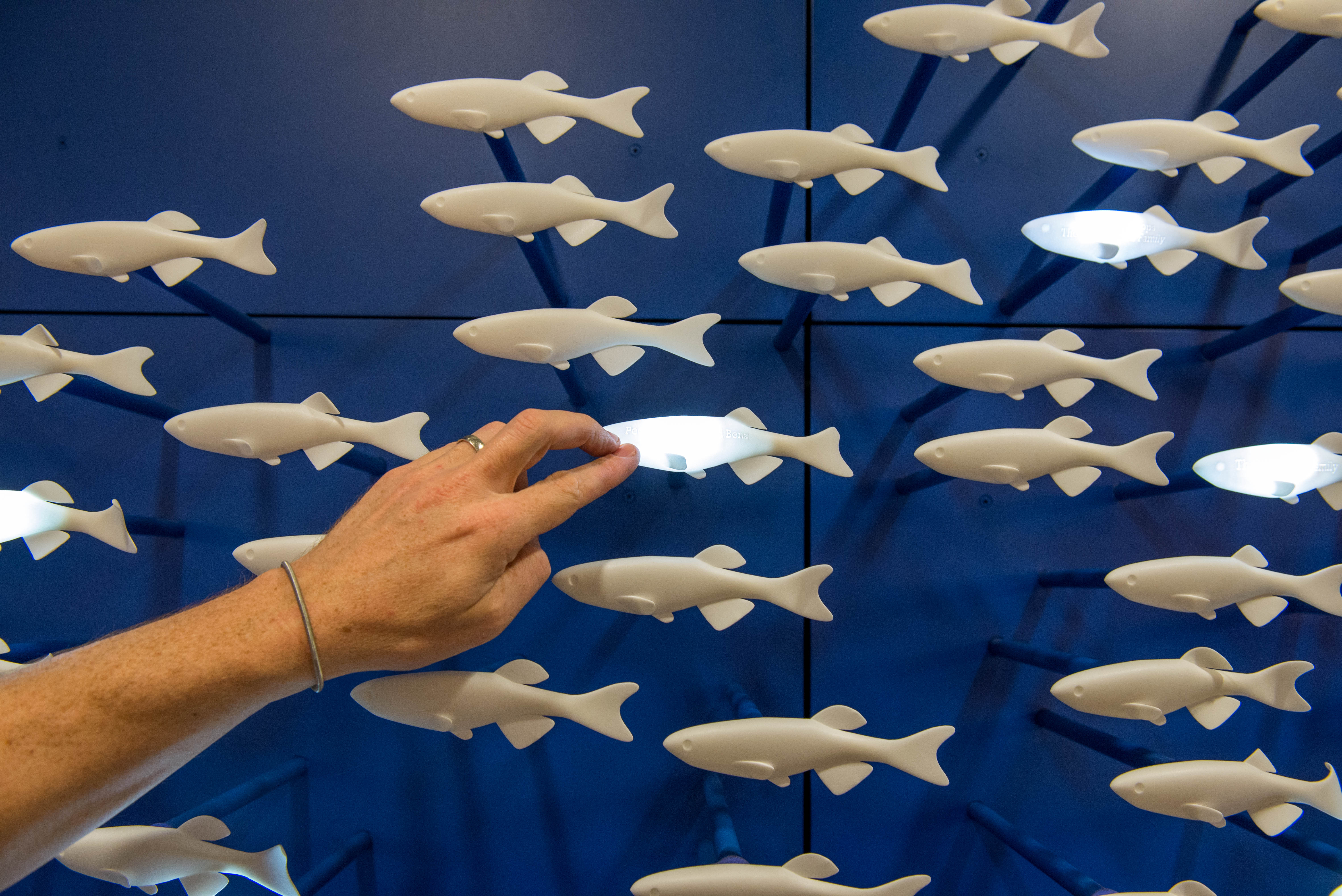 Zebrafish Interactive Donor Wall by Hypersonic - Architizer