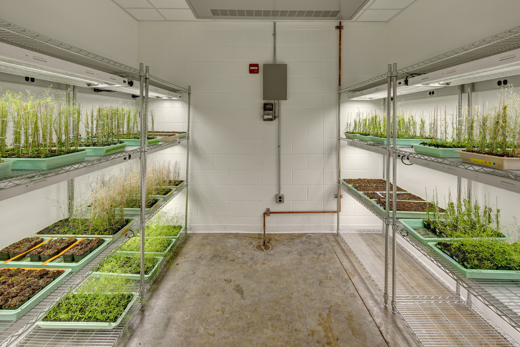 Idea 1113180: Michigan State University Molecular Plant Sciences by ...