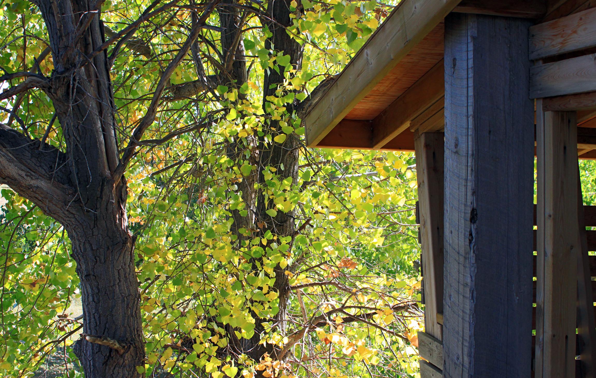Treetop House by 010110 | Architecture + Urbanism - Architizer
