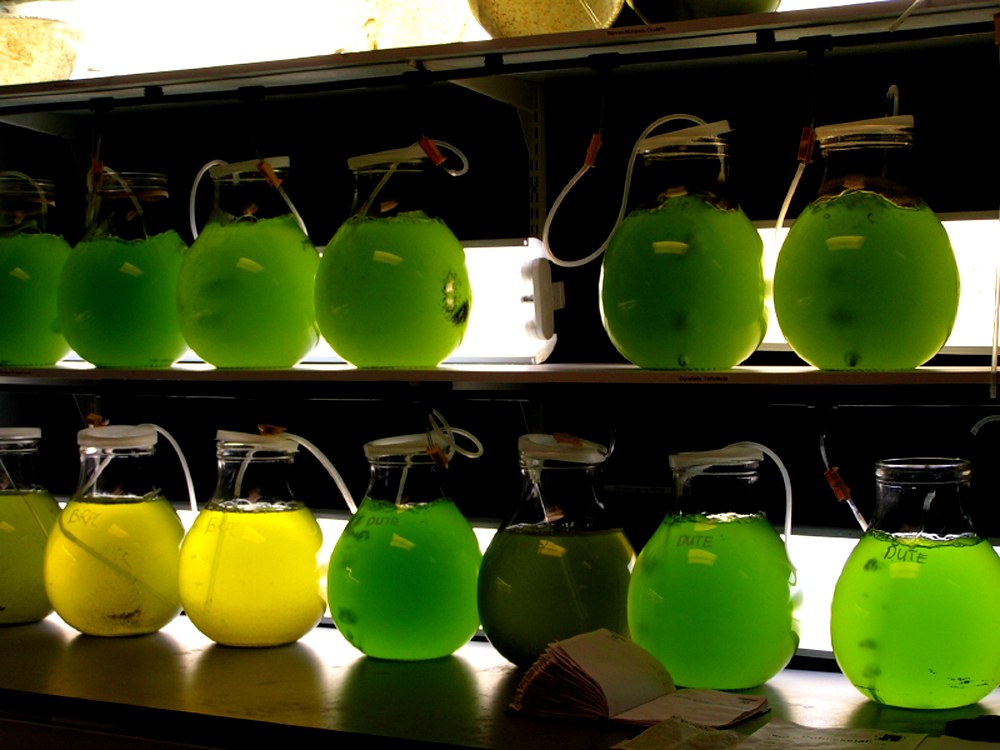 Leapfrog Project by ALLL - Architizer