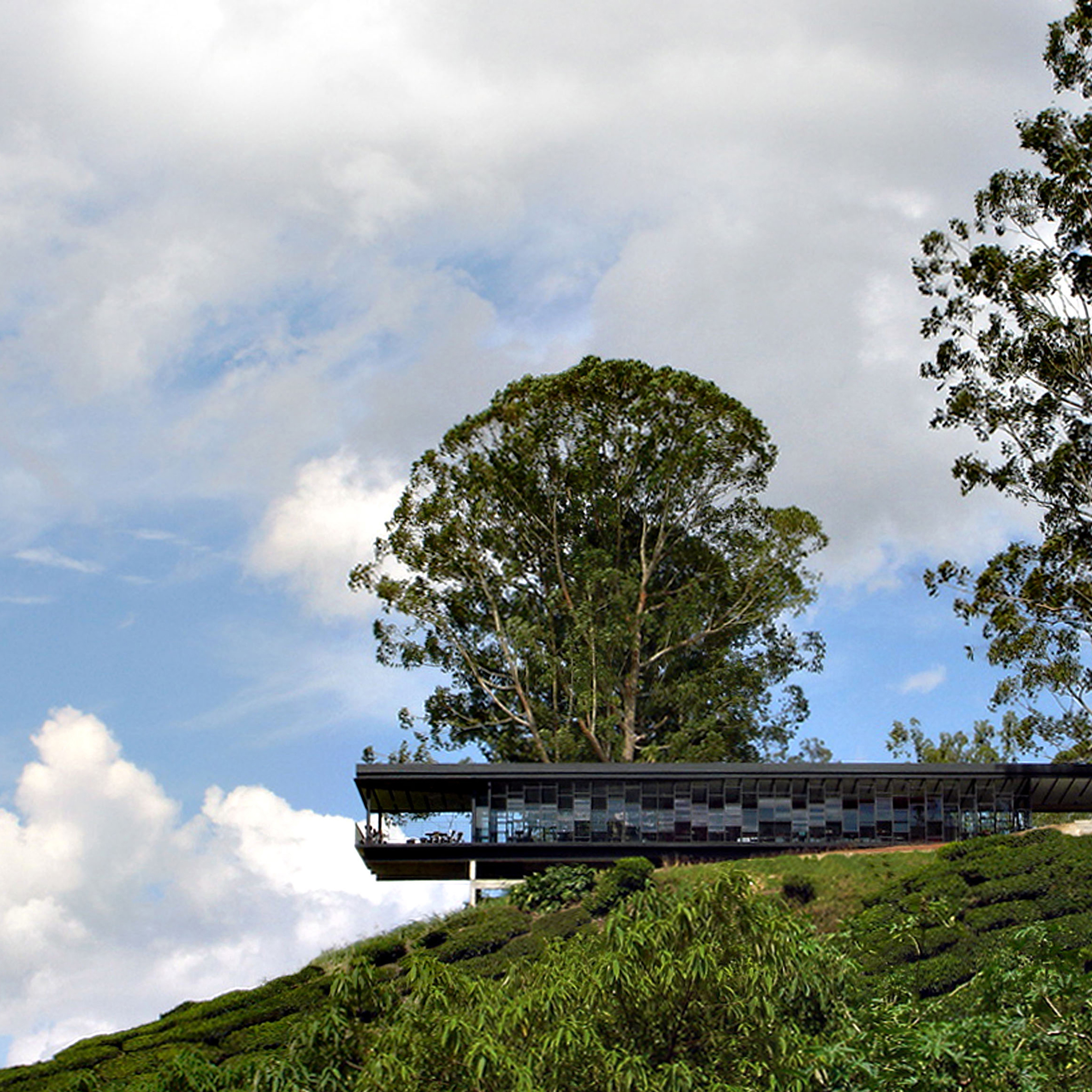 BOH Tea Visitor's Centre by zlgdesign - Architizer