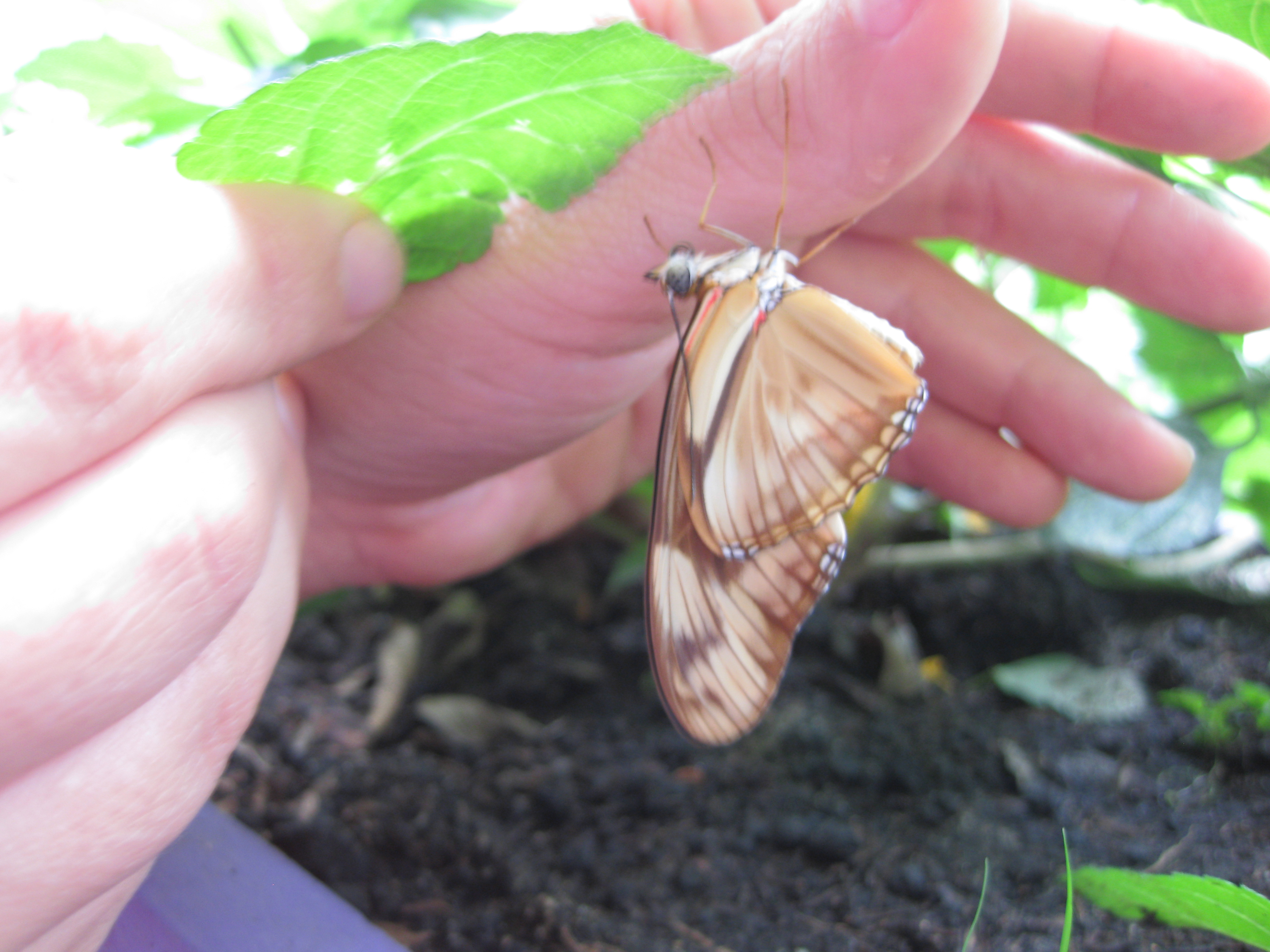 Host and Nectar Home Atelier Garden Building by Husos Architects ...