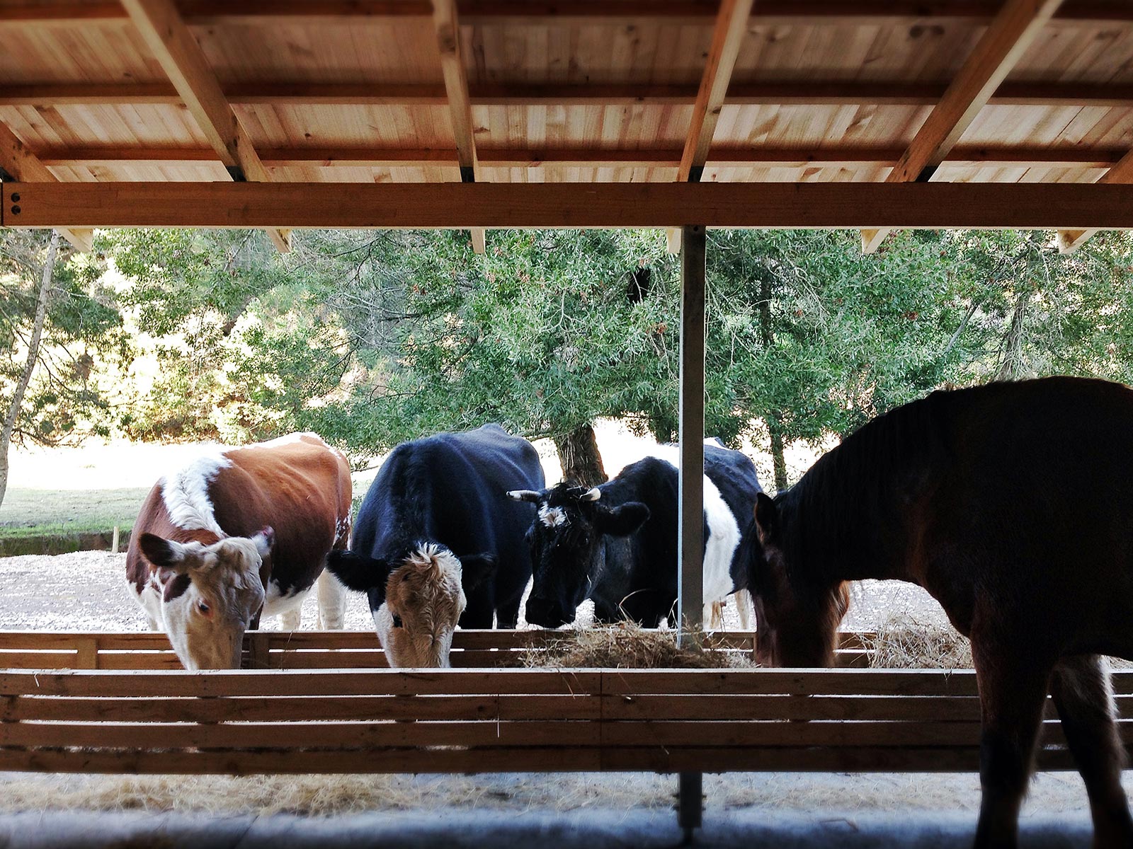 Horse Stable by 57studio - Architizer