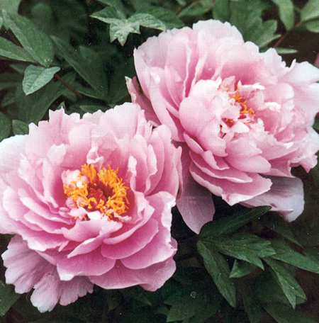 New York Botanical Garden - Hope Peony Collection by Towers | Golde ...