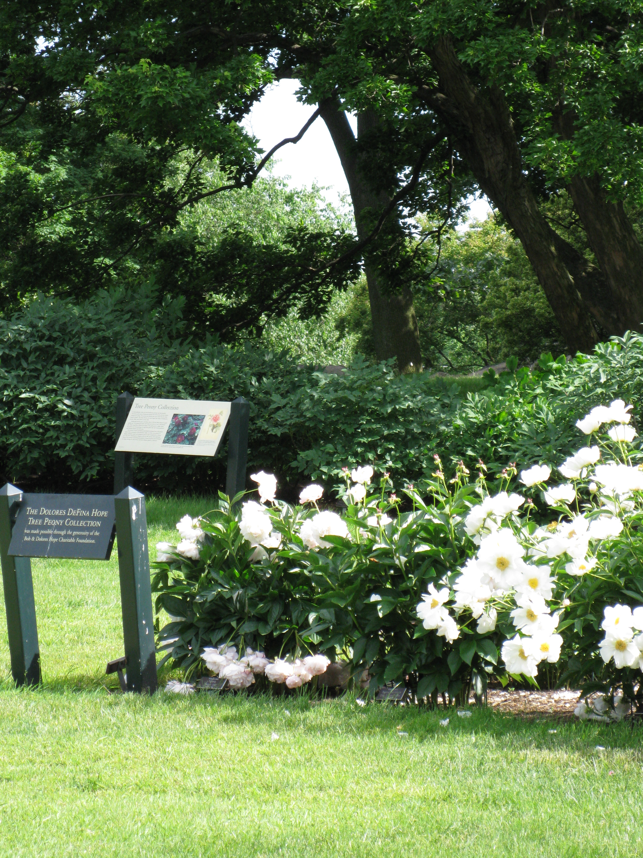 New York Botanical Garden - Hope Peony Collection by Towers | Golde ...