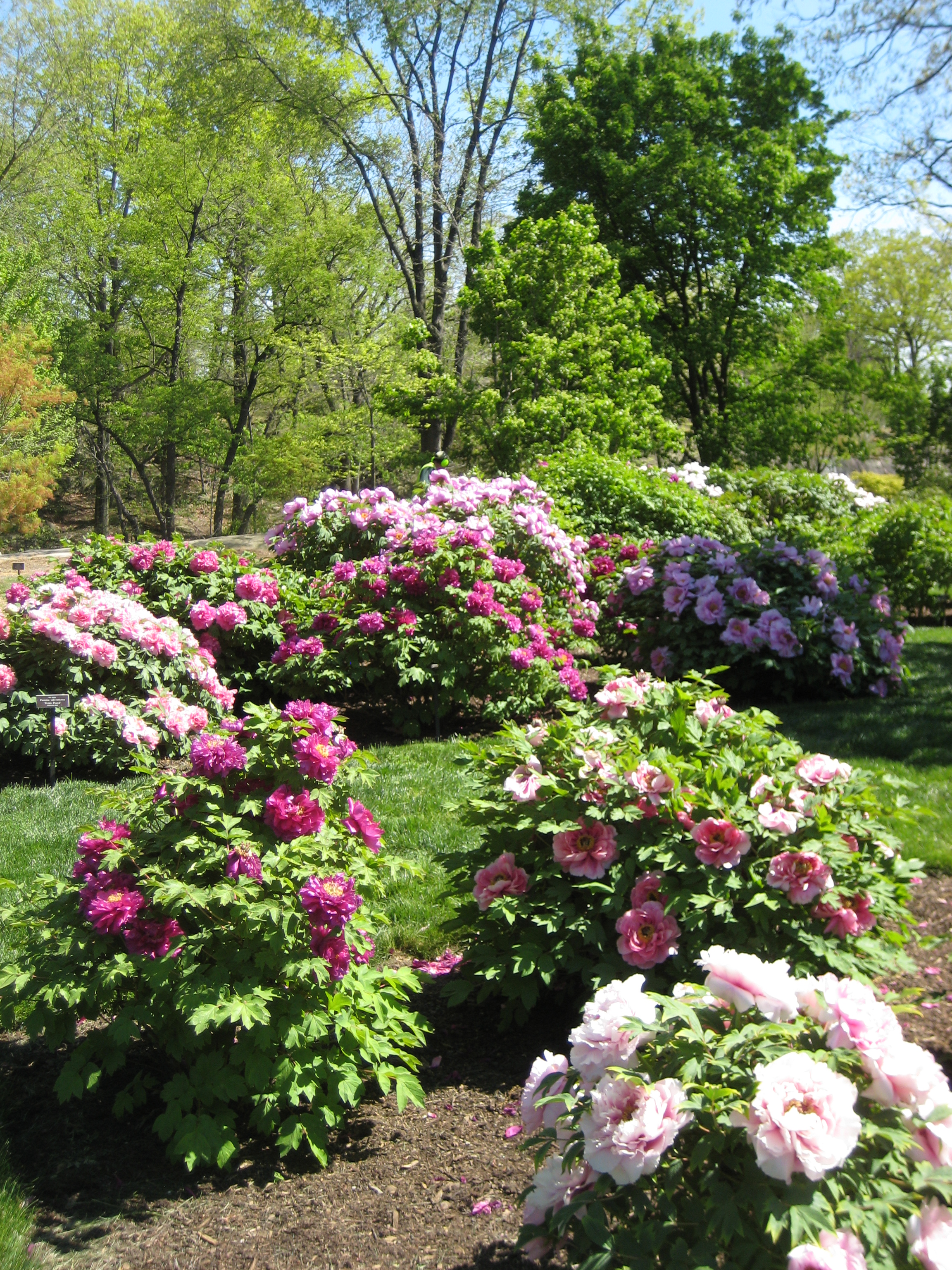 New York Botanical Garden - Azalea Way by Towers | Golde - Architizer