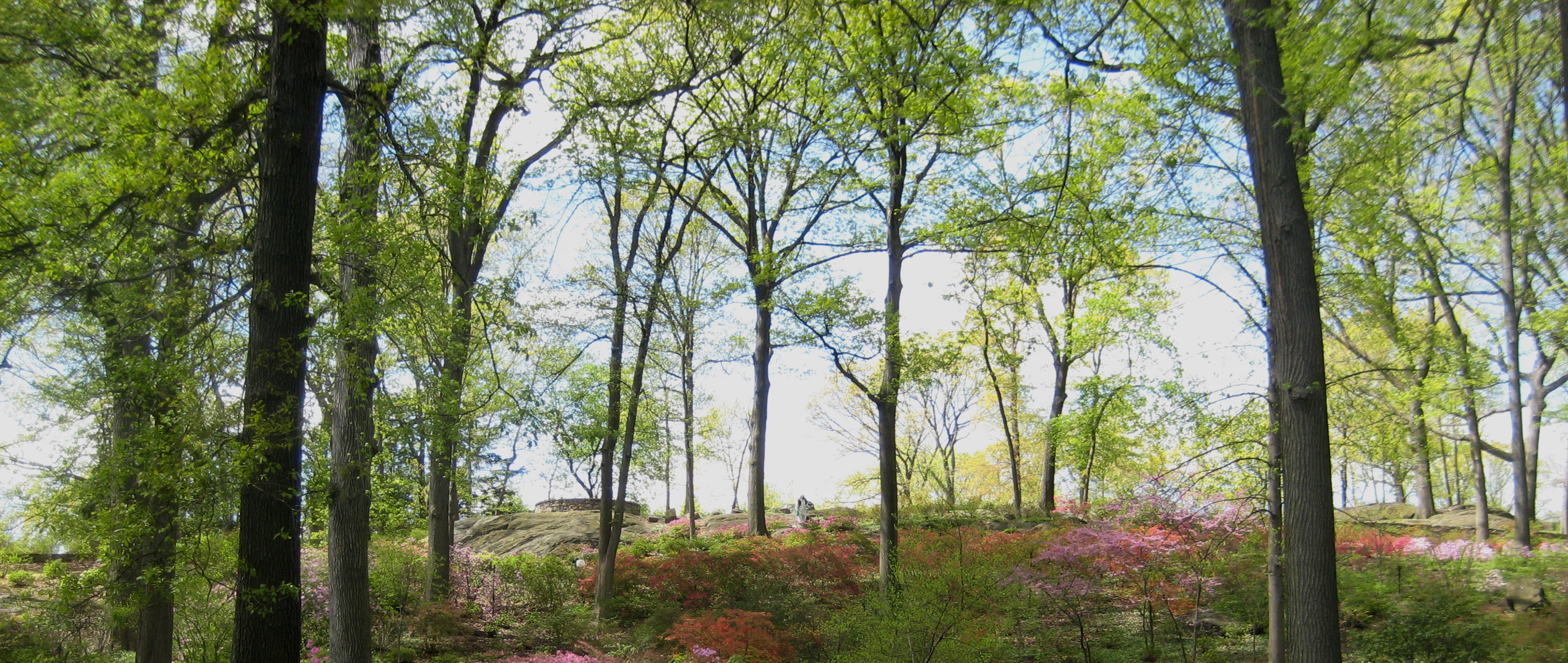 New York Botanical Garden - Azalea Way by Towers | Golde - Architizer