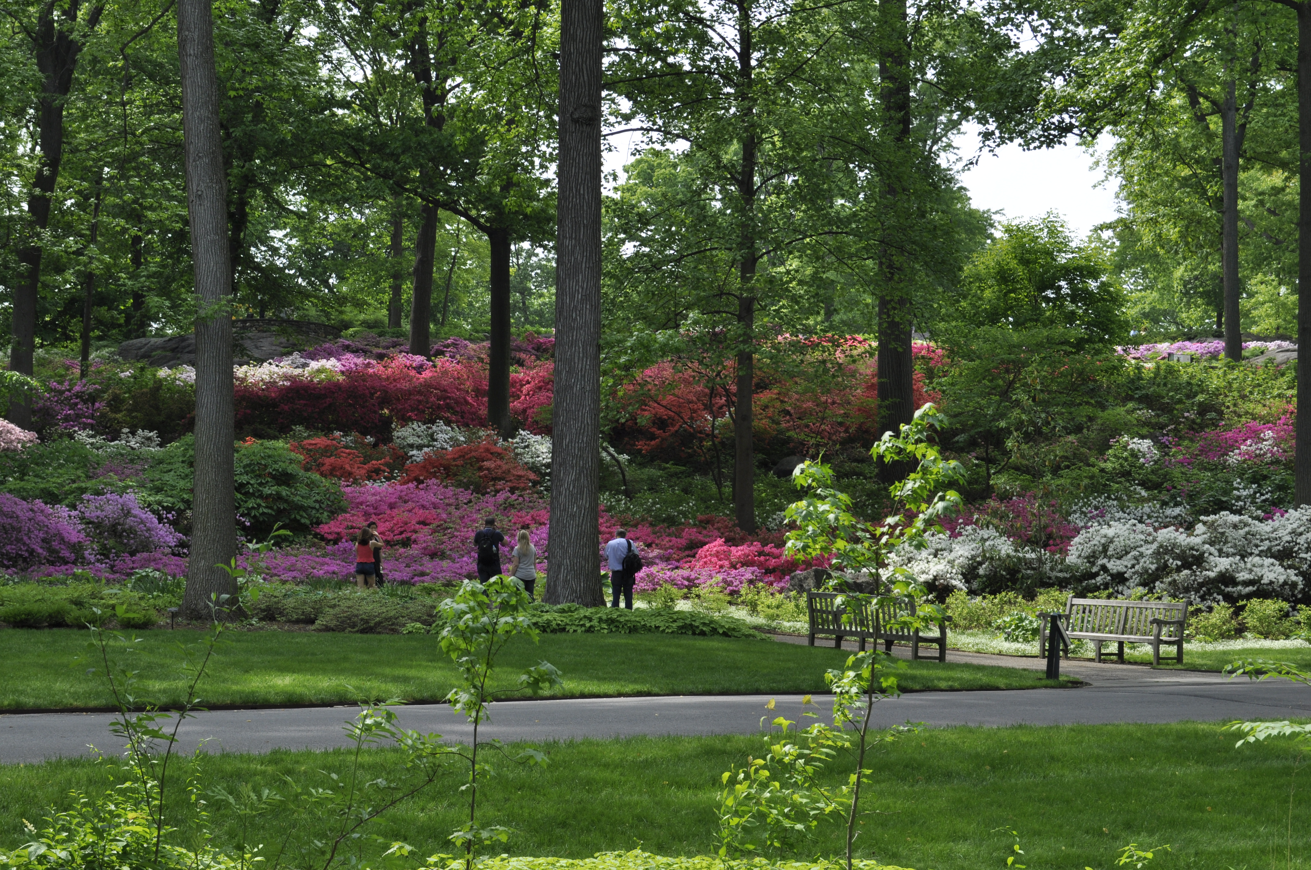 New York Botanical Garden - Azalea Way by Towers | Golde - Architizer