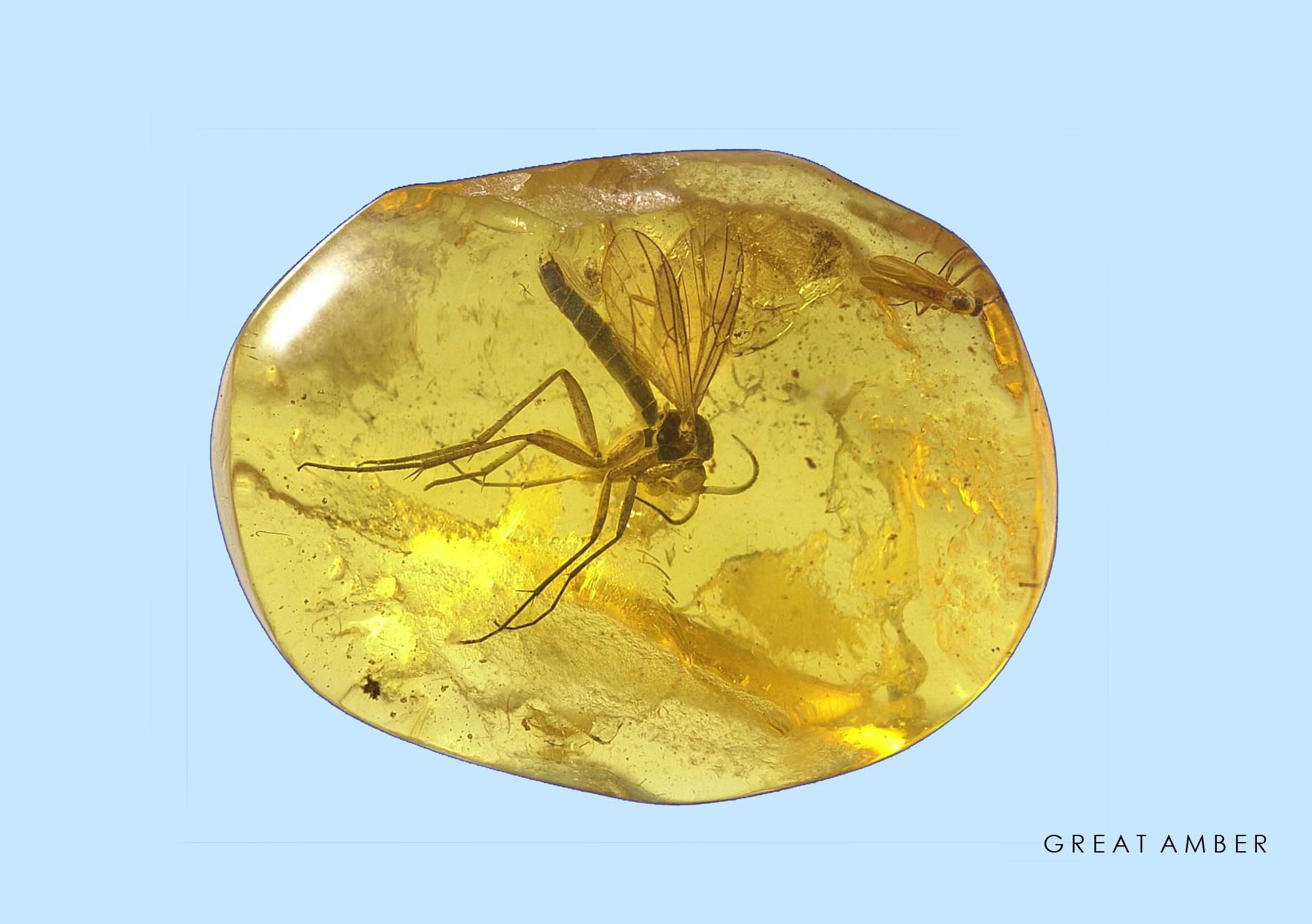 Great Amber - Concert Hall Liepaja by Volker Giencke & Company - Architizer