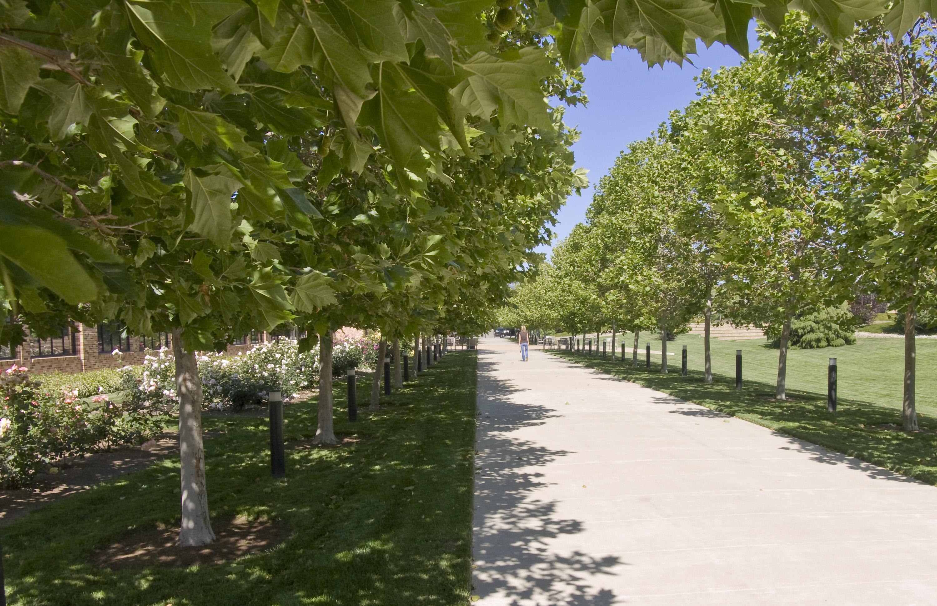 Pixar Animation Studios by PWP Landscape Architecture - Architizer