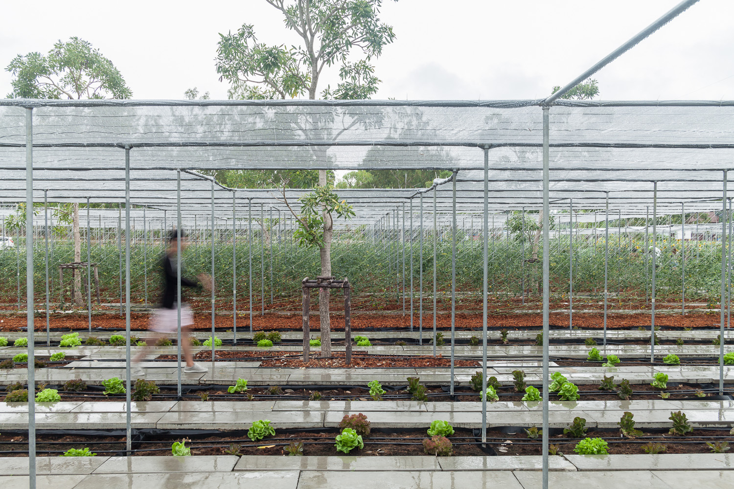 Coro Field : Phase 1 by IF (Integrated Field co.,ltd) - Architizer