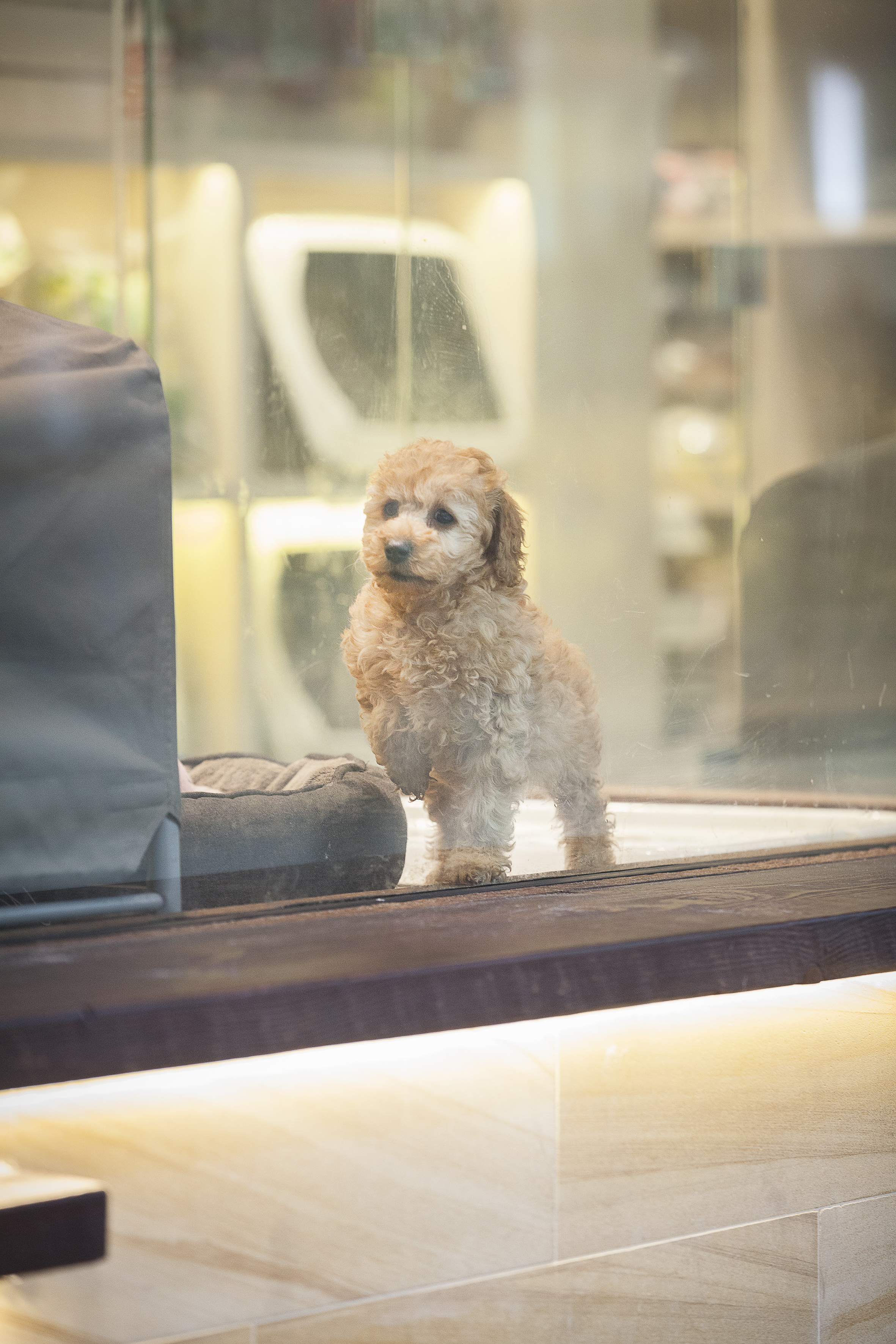 Pampered Petz by Rptecture Architects - Architizer