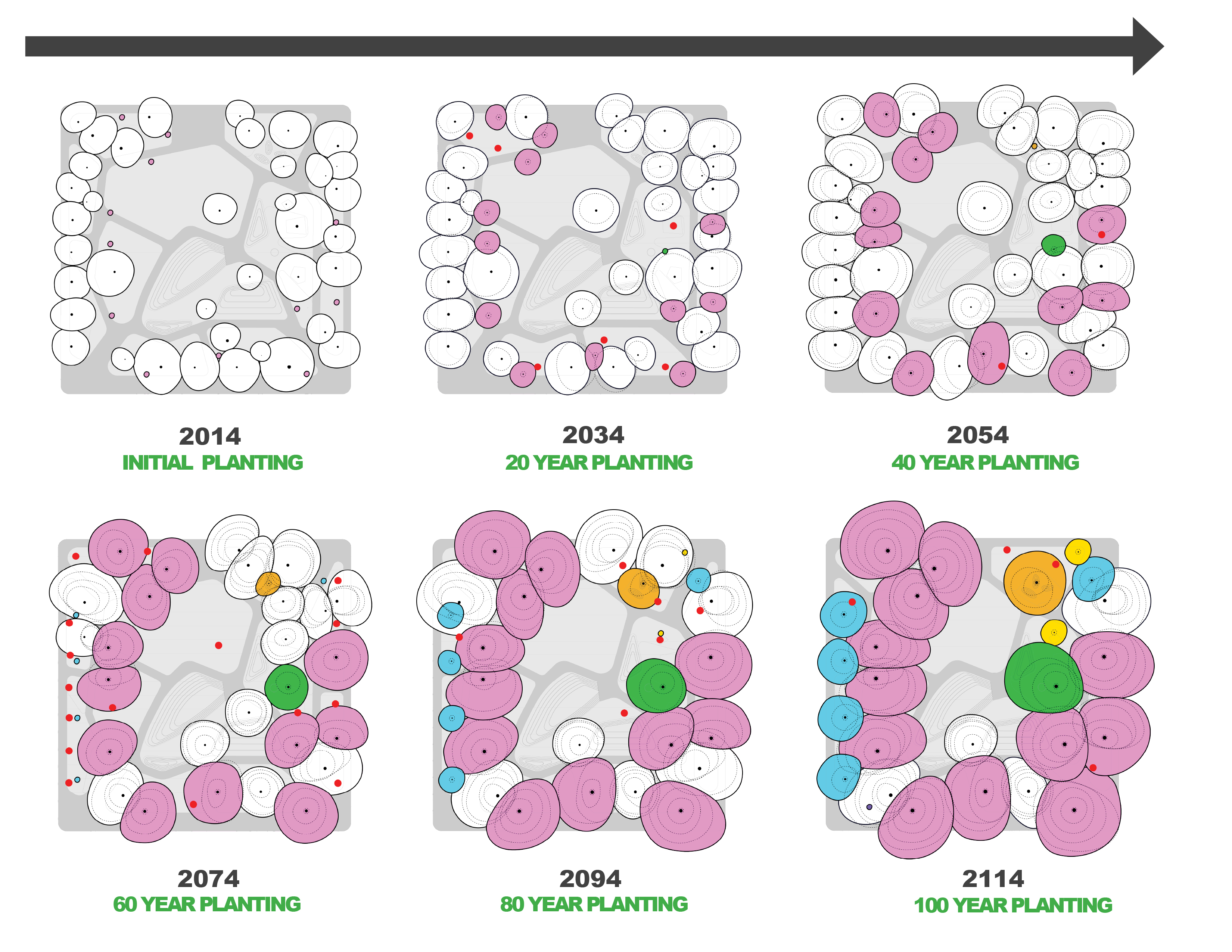 Moore Square Comprehensive Tree Strategy by Counts Studio - Architizer