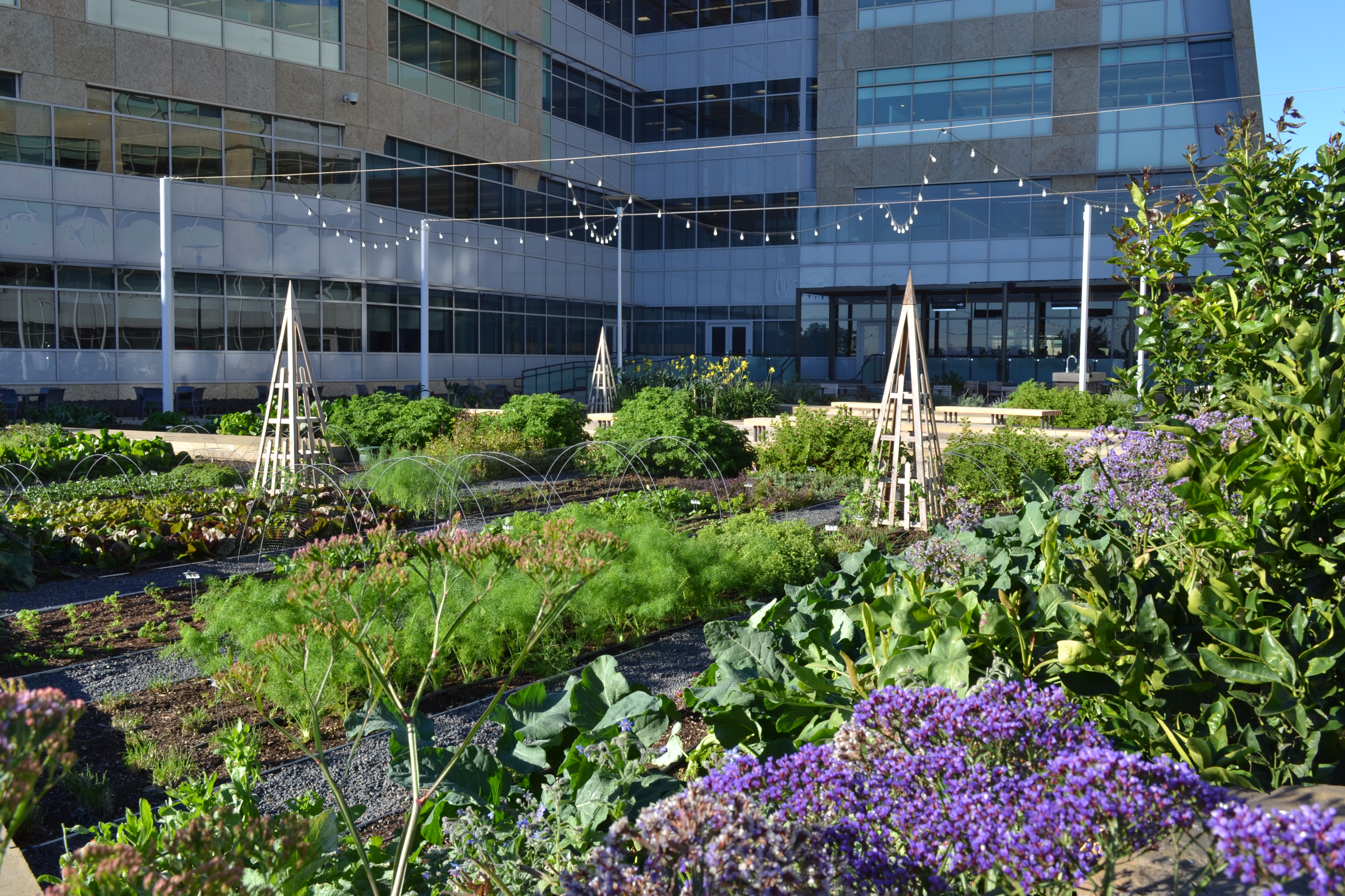 STEM Kitchen and Garden by Farmscape - Architizer