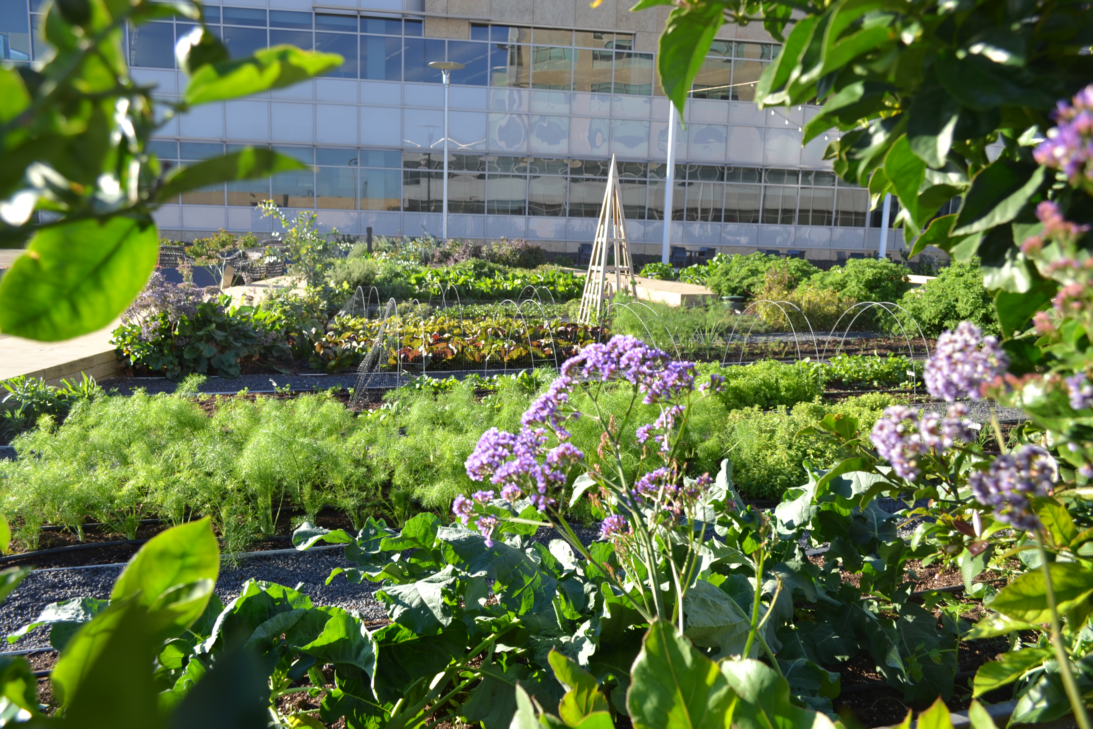 STEM Kitchen and Garden by Farmscape - Architizer