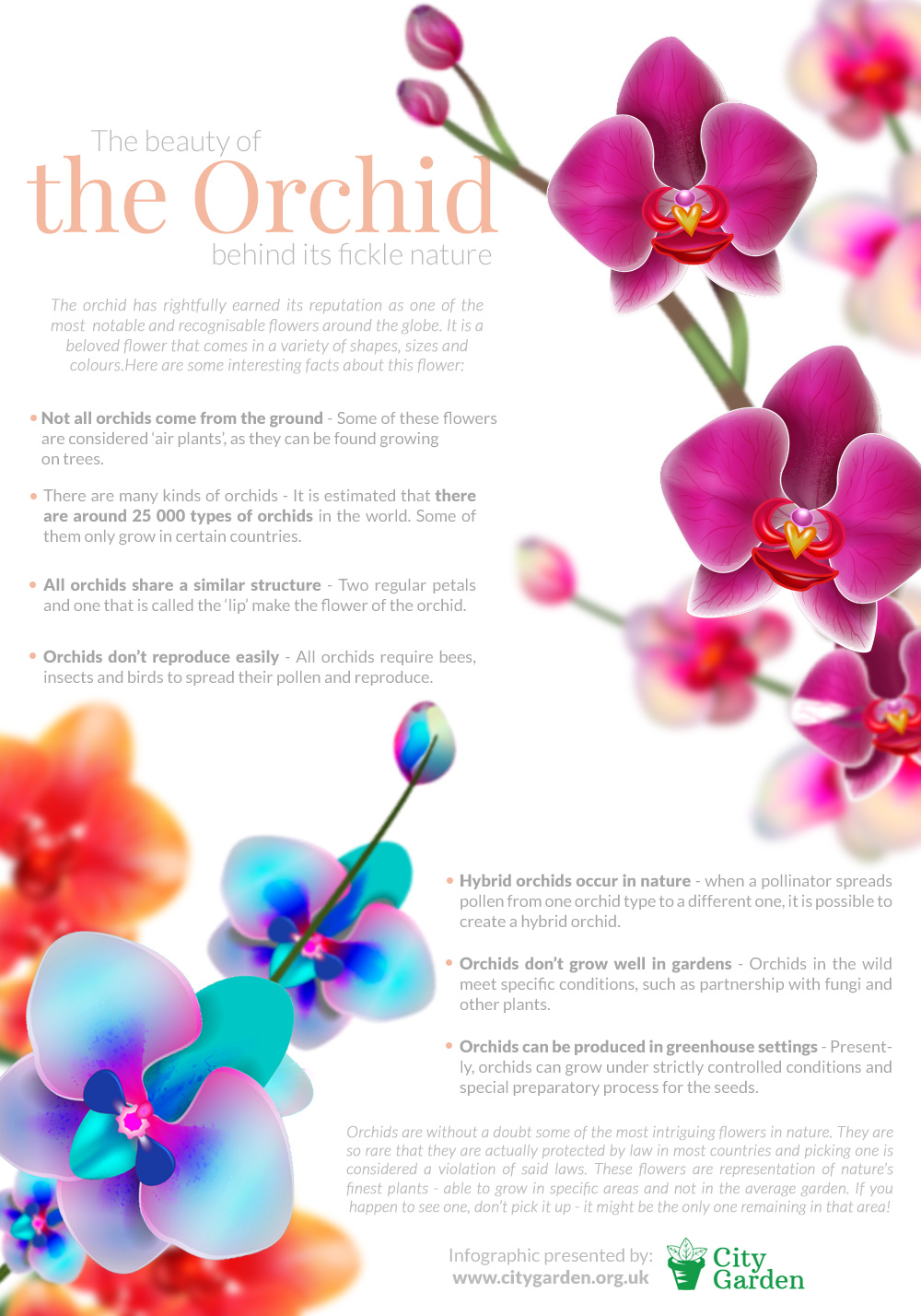 The Beauty Of The Orchid Behind Its Fickle Nature by City Garden ...