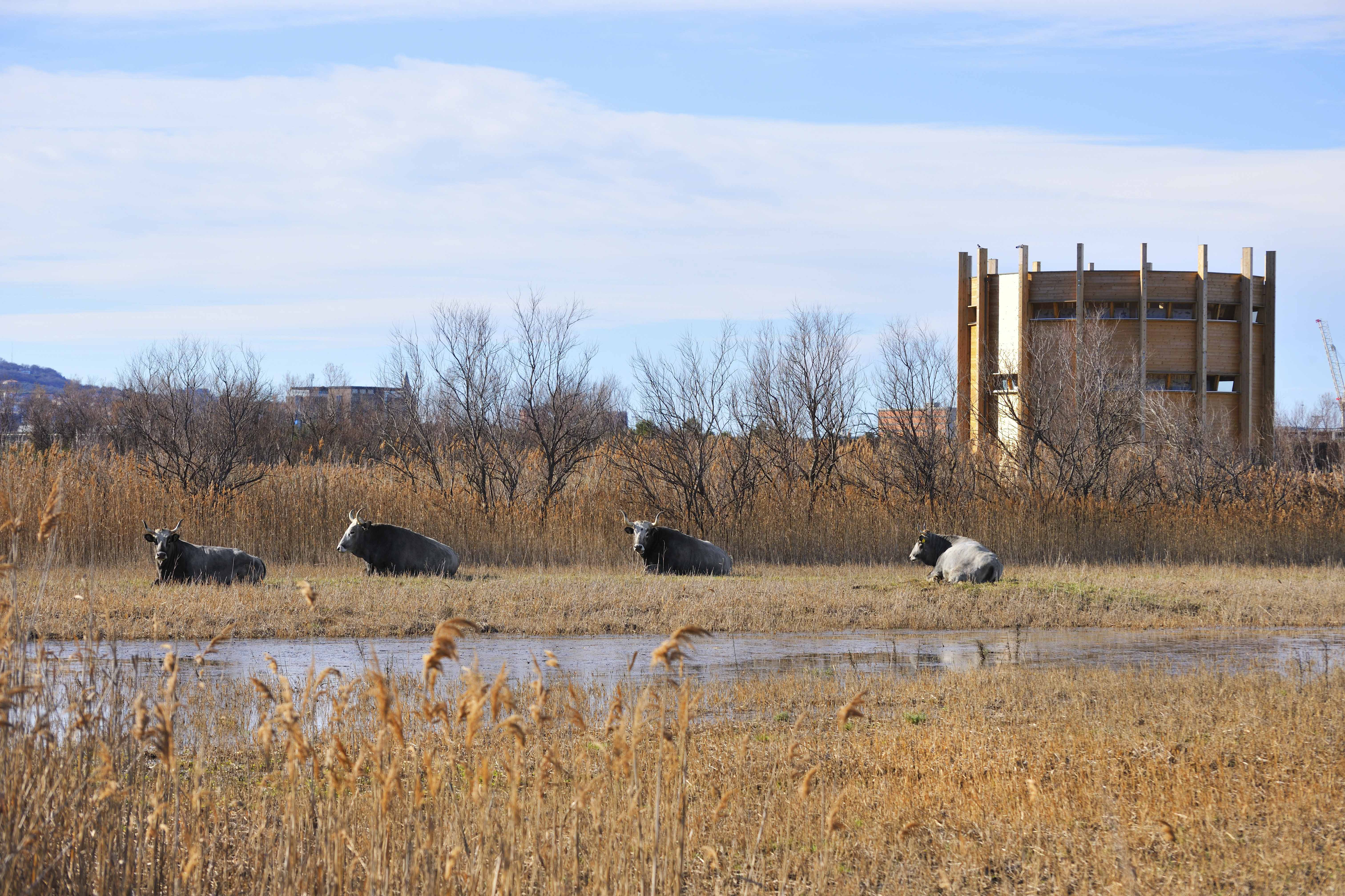 Structures in the Škocjanski Zatok Nature Reserve by Ravnikar Potokar ...