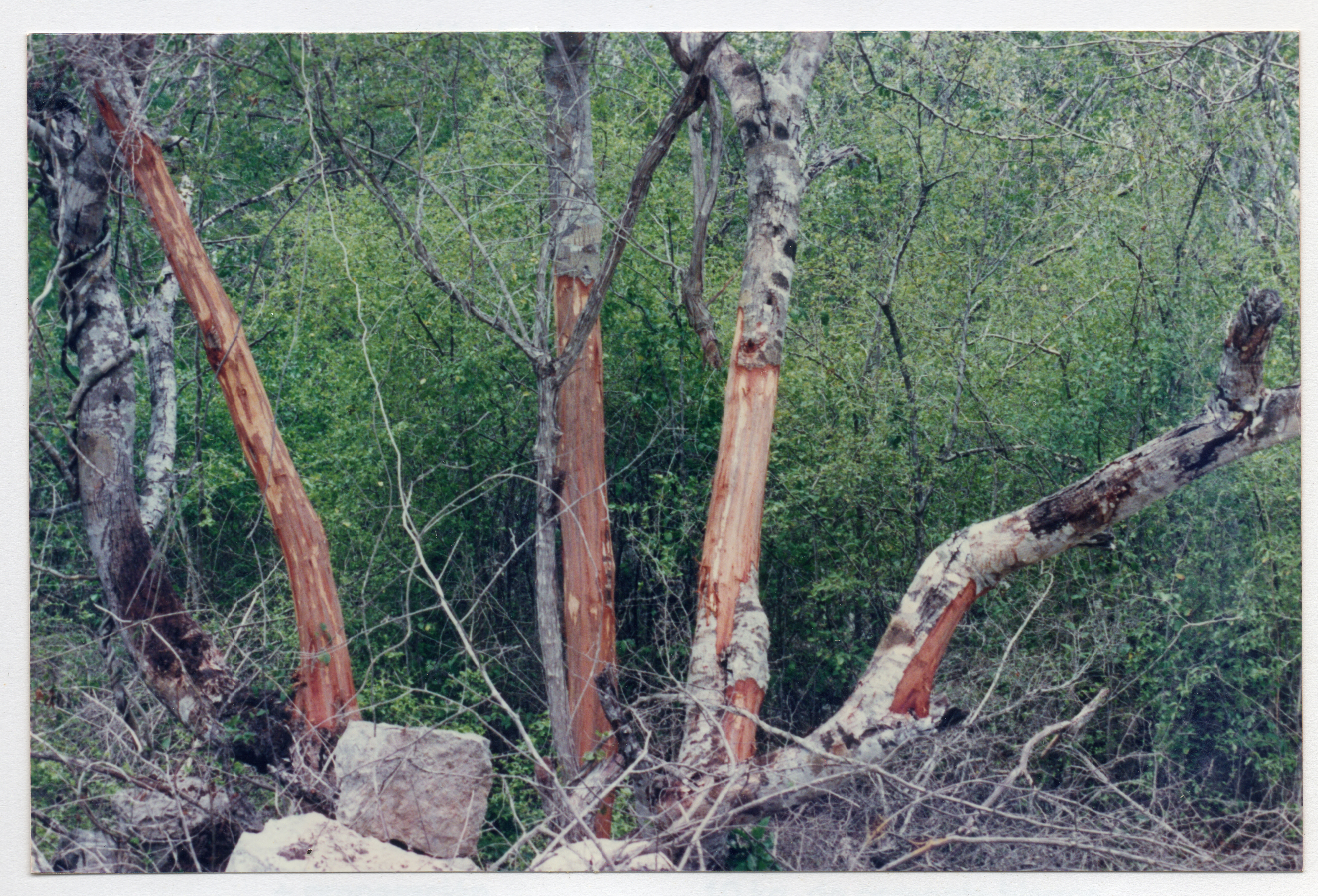 Chukum by reyes ríos + larraín arquitectos - Architizer