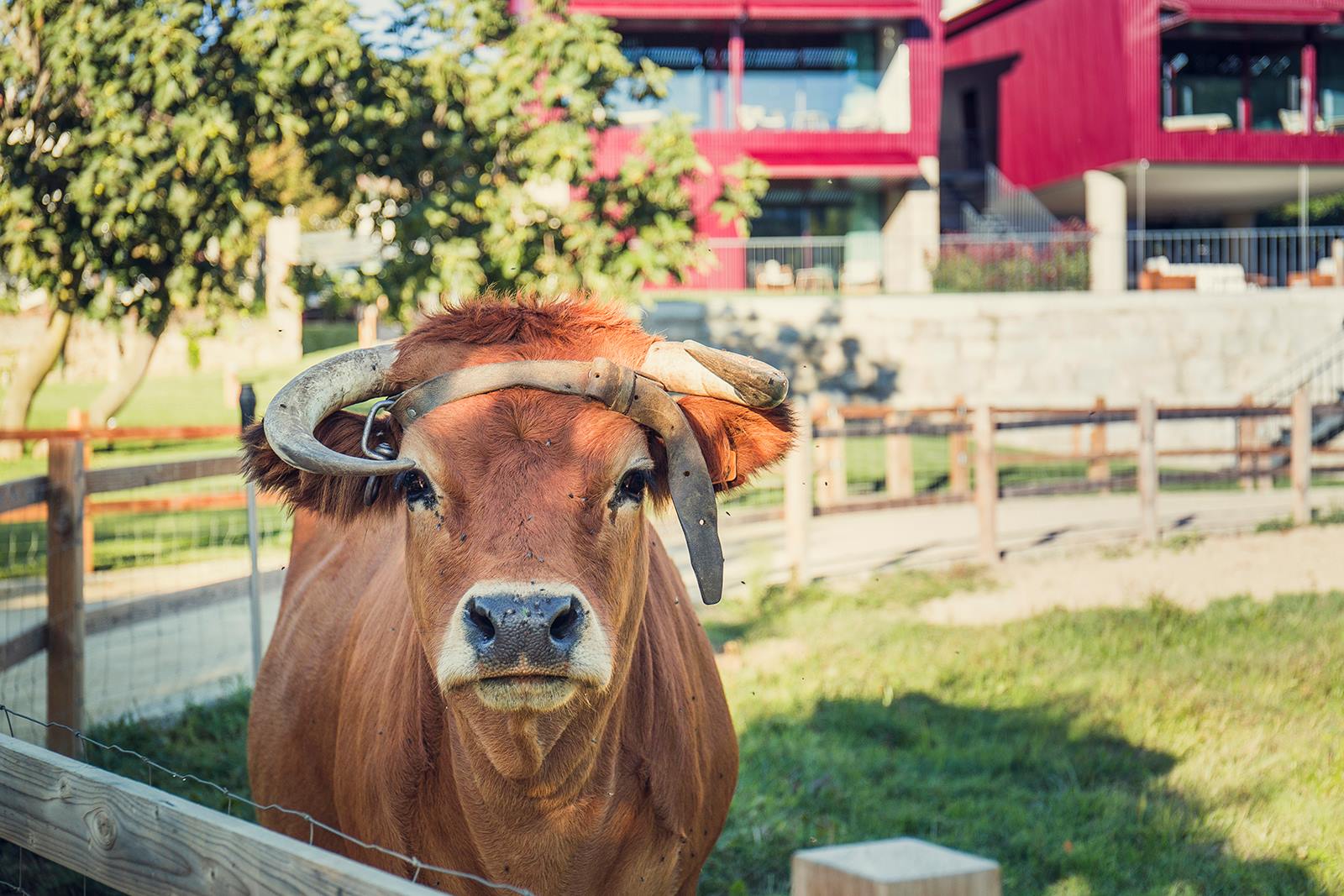 QUINTÃS FARM HOUSES by júlio caseiro arquitectura lda - Architizer