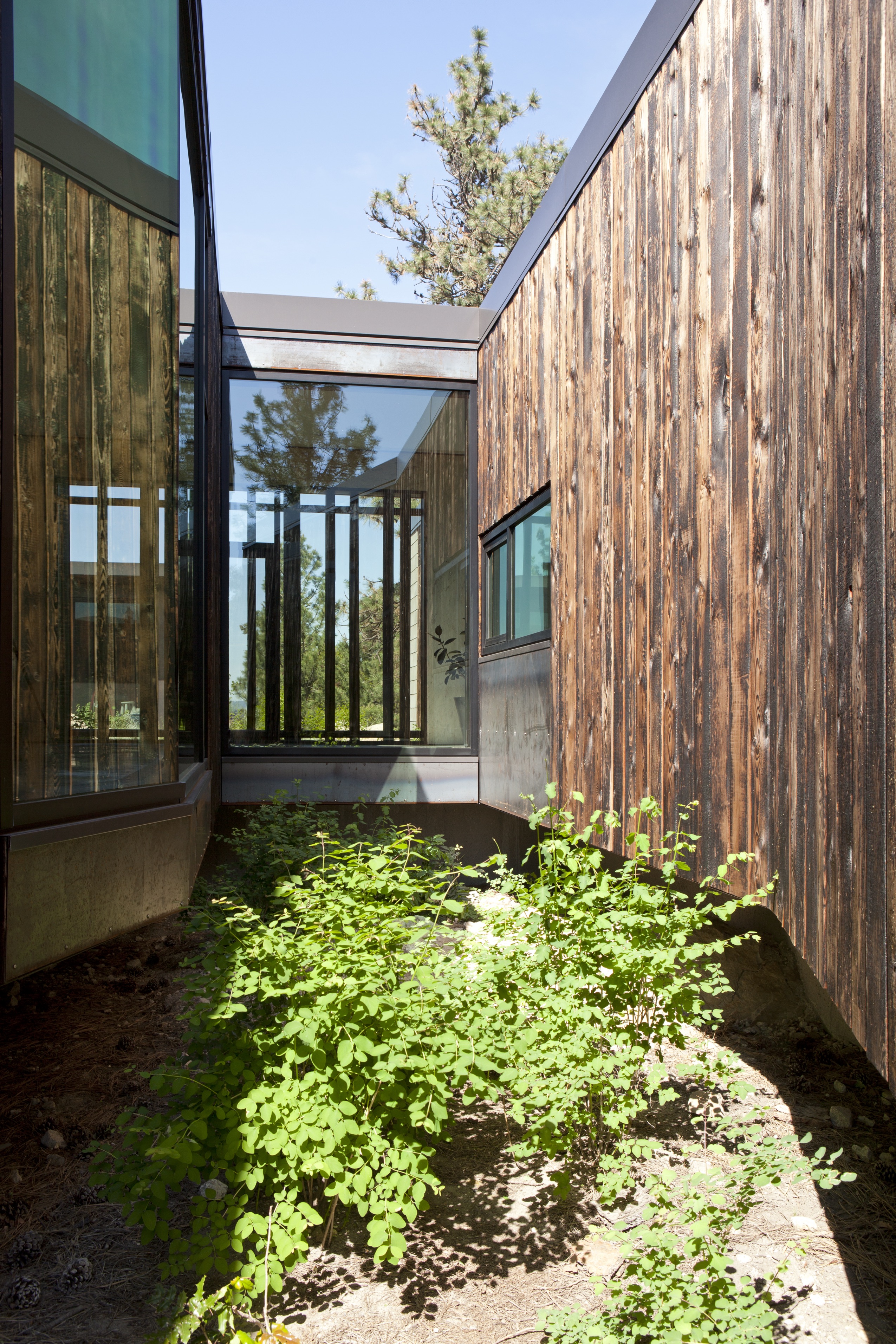 Friesen Wong House by D'Arcy Jones Architects - Architizer