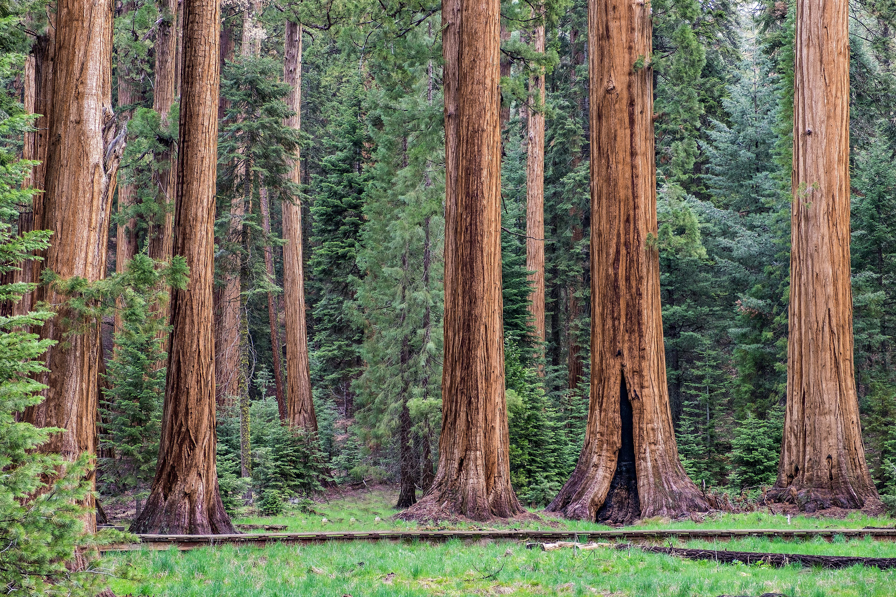 Sky Trees by KOICHI TAKADA ARCHITECTS - Architizer