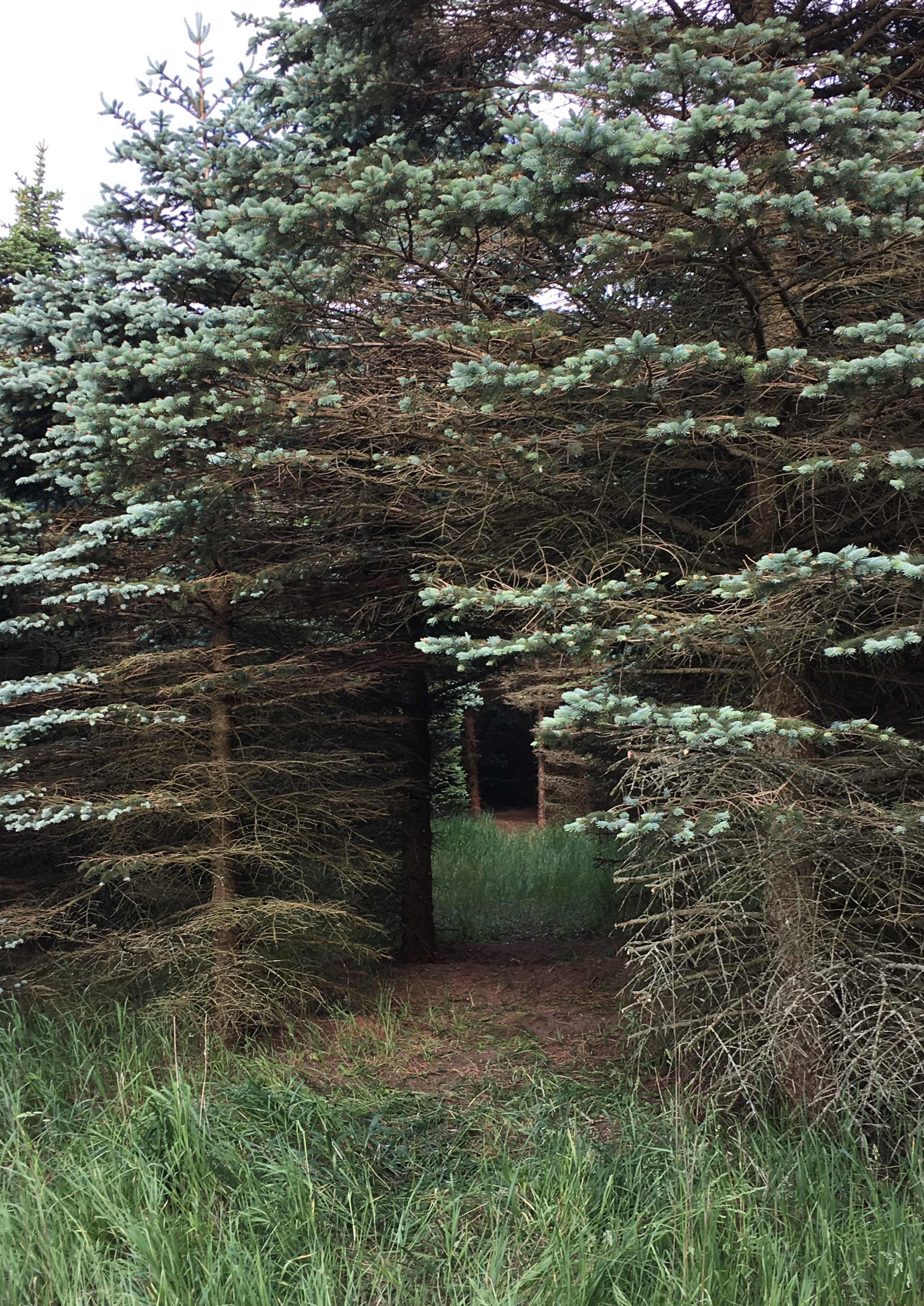 Tree Knots by And-Either-Or - Architizer