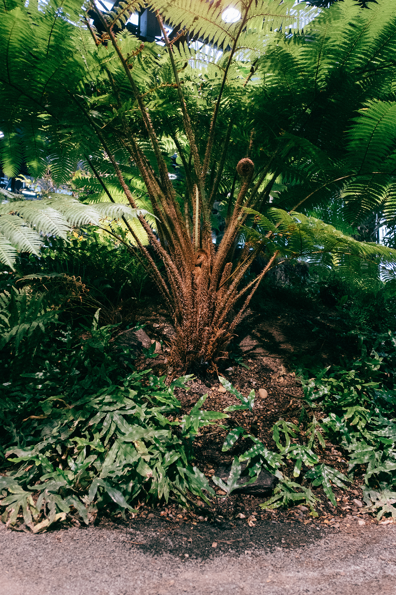 The Enclosed Forest by VERDANT NY - Architizer