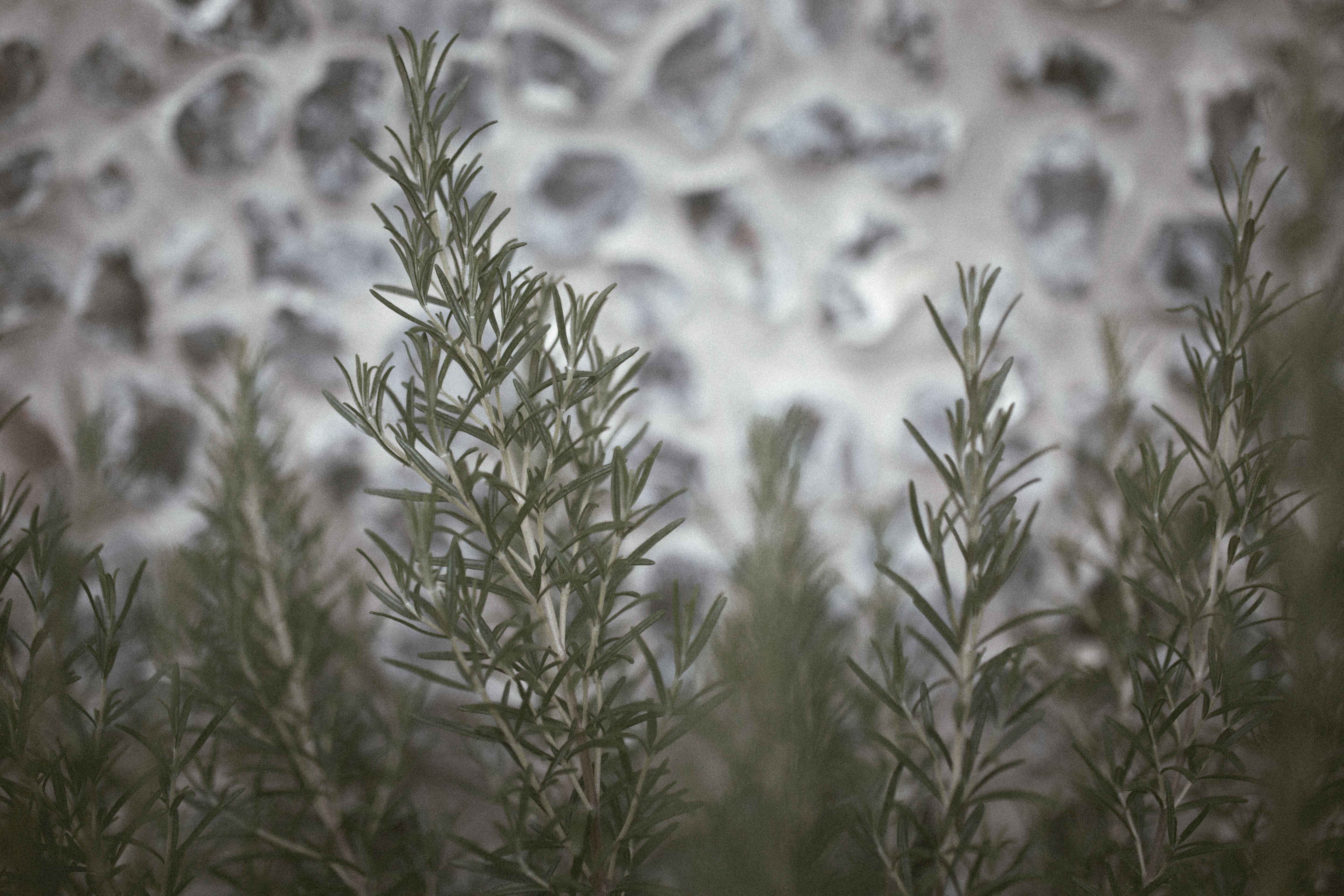 Black Barn by Studio Bark - Architizer