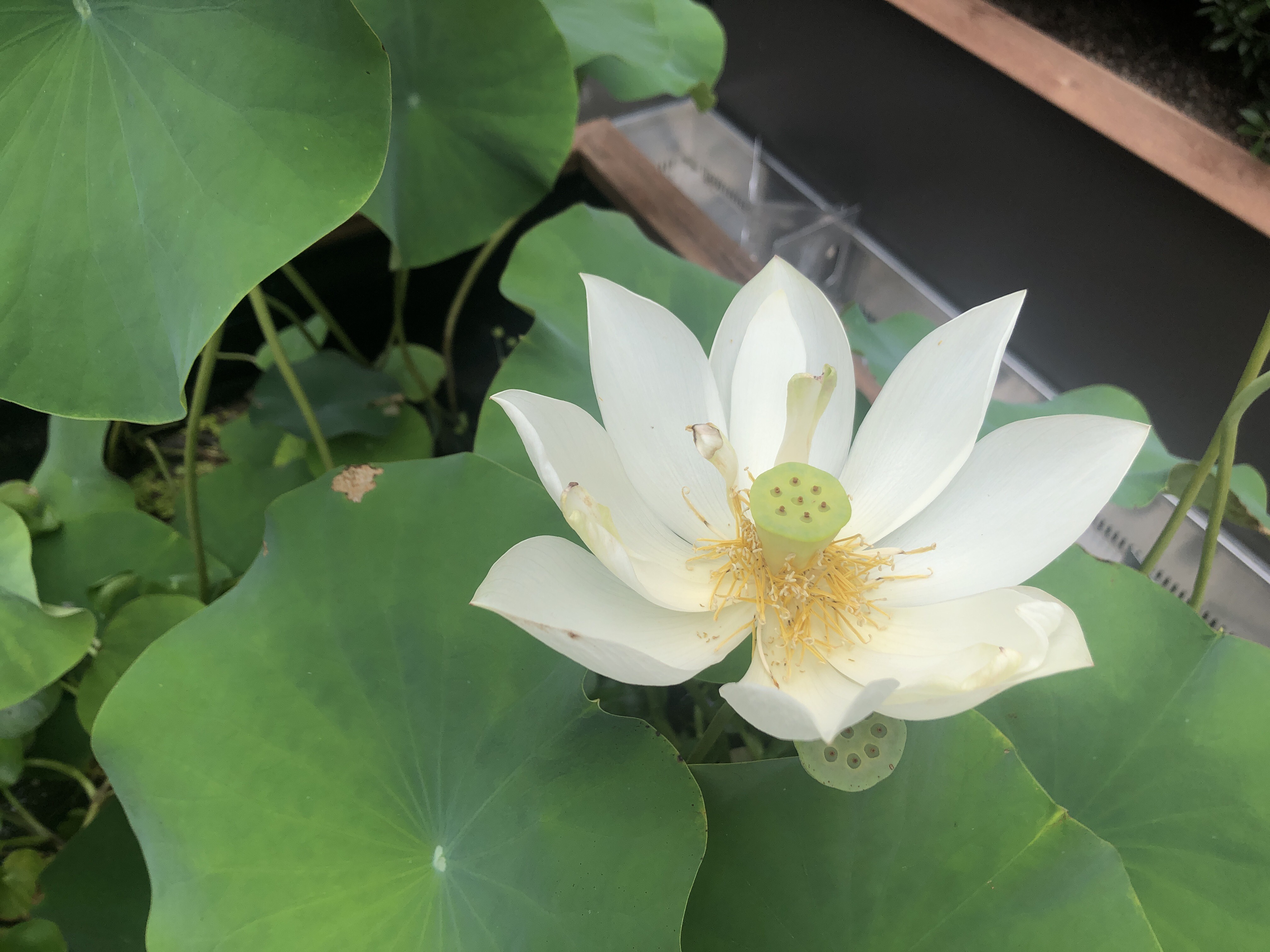 Friends Seminary by Todd Rader + Amy Crews Architecture Landscape ...