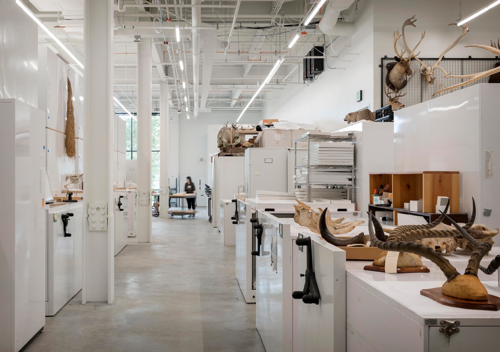 Burke Museum Of Natural History And Culture By Olson Kundig Architizer