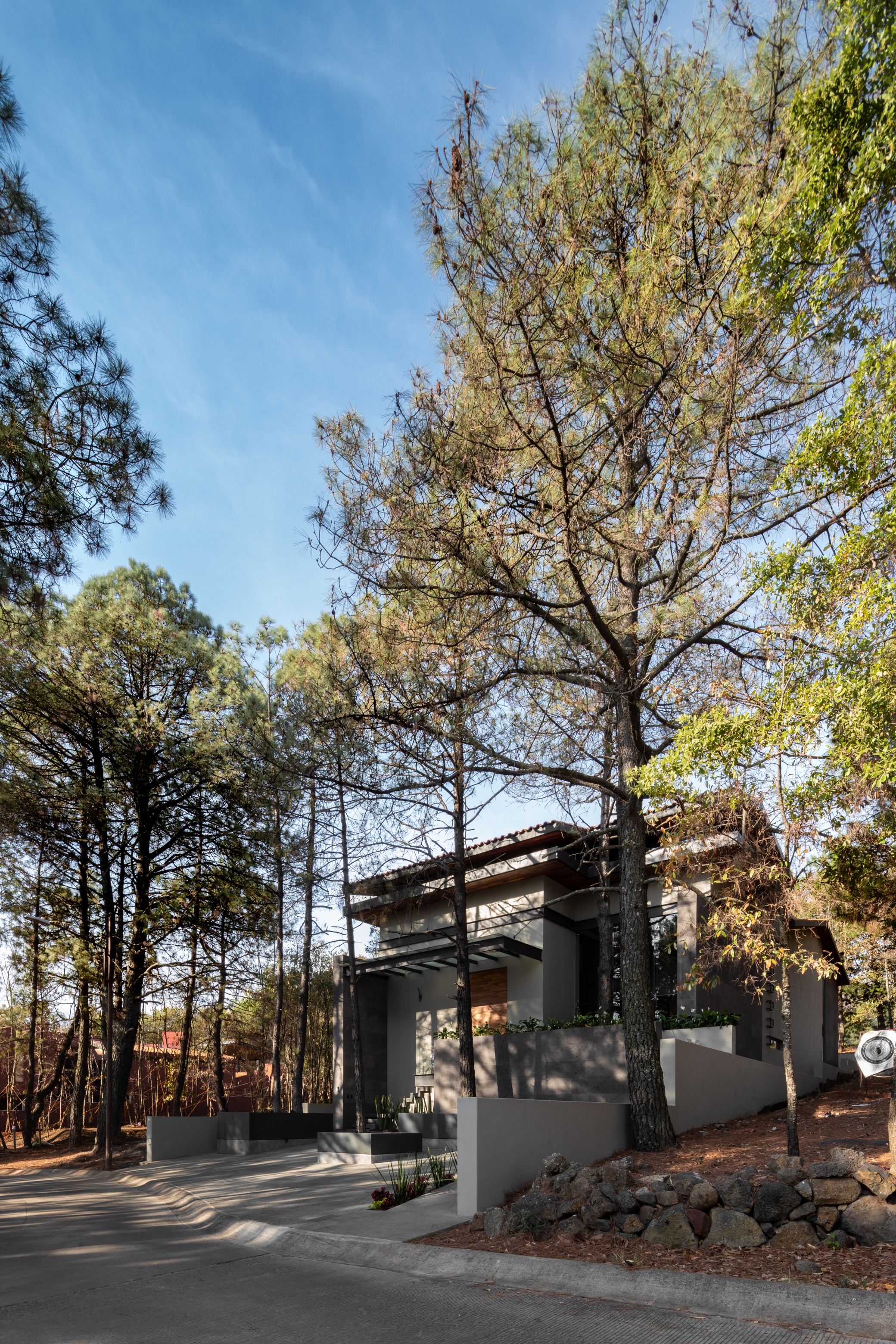 HOUSE BETWEEN PINE TREES by Infante Arquitectos - Architizer