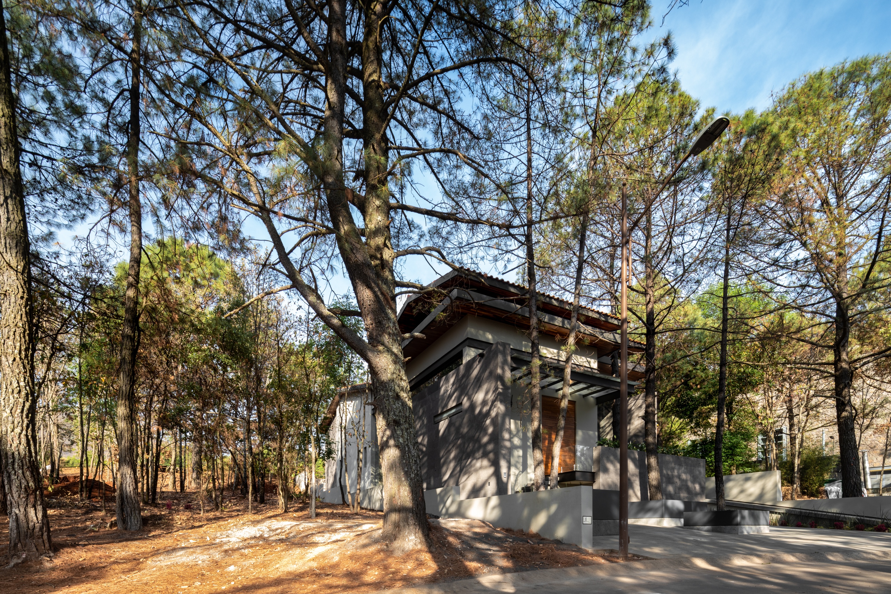 HOUSE BETWEEN PINE TREES by Infante Arquitectos - Architizer