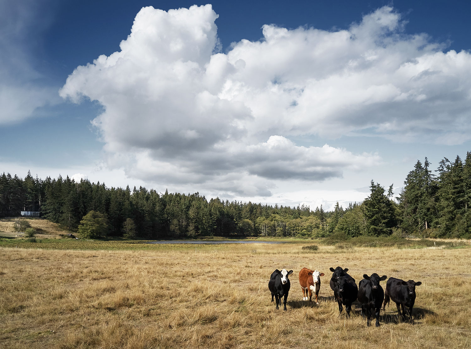 Whidbey Island Farm Retreat by mwworks - Architizer
