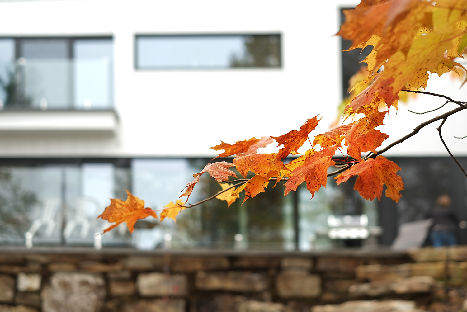 rose architecture - Architizer