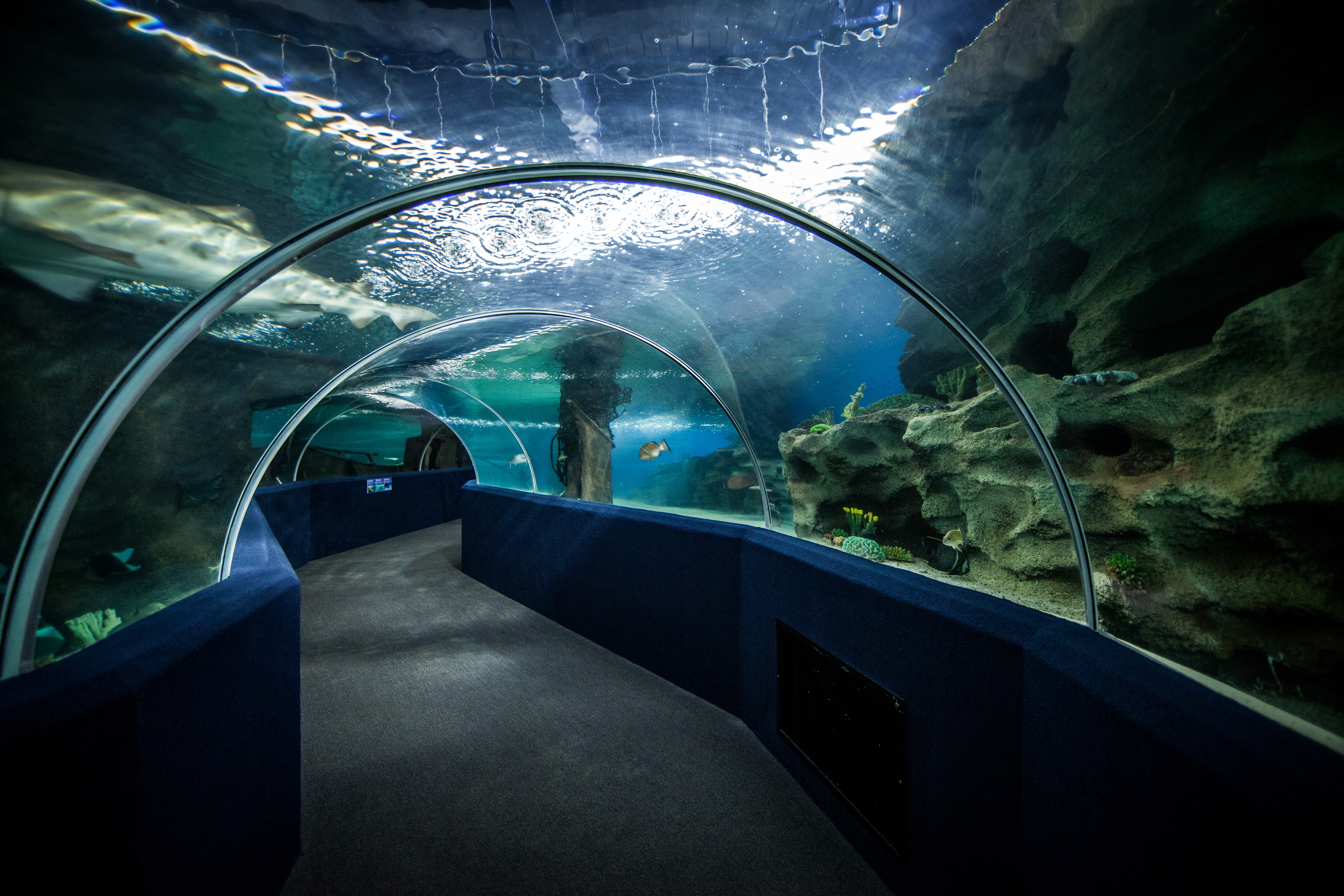 Greater Cleveland Aquarium by Aquamarine - Architizer