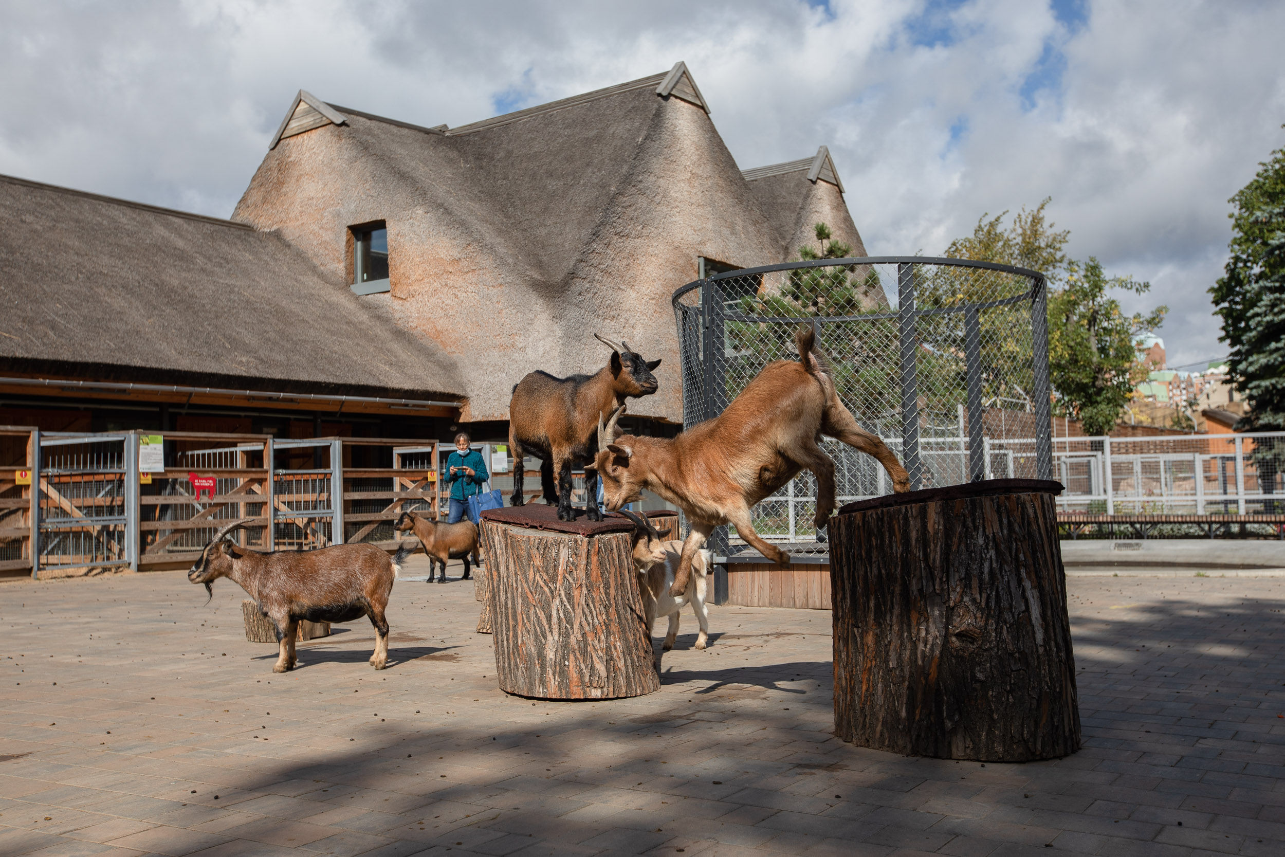 Idea 3251219: CHILDREN'S ZOO by Wowhaus in Moskva, Russia - Architizer