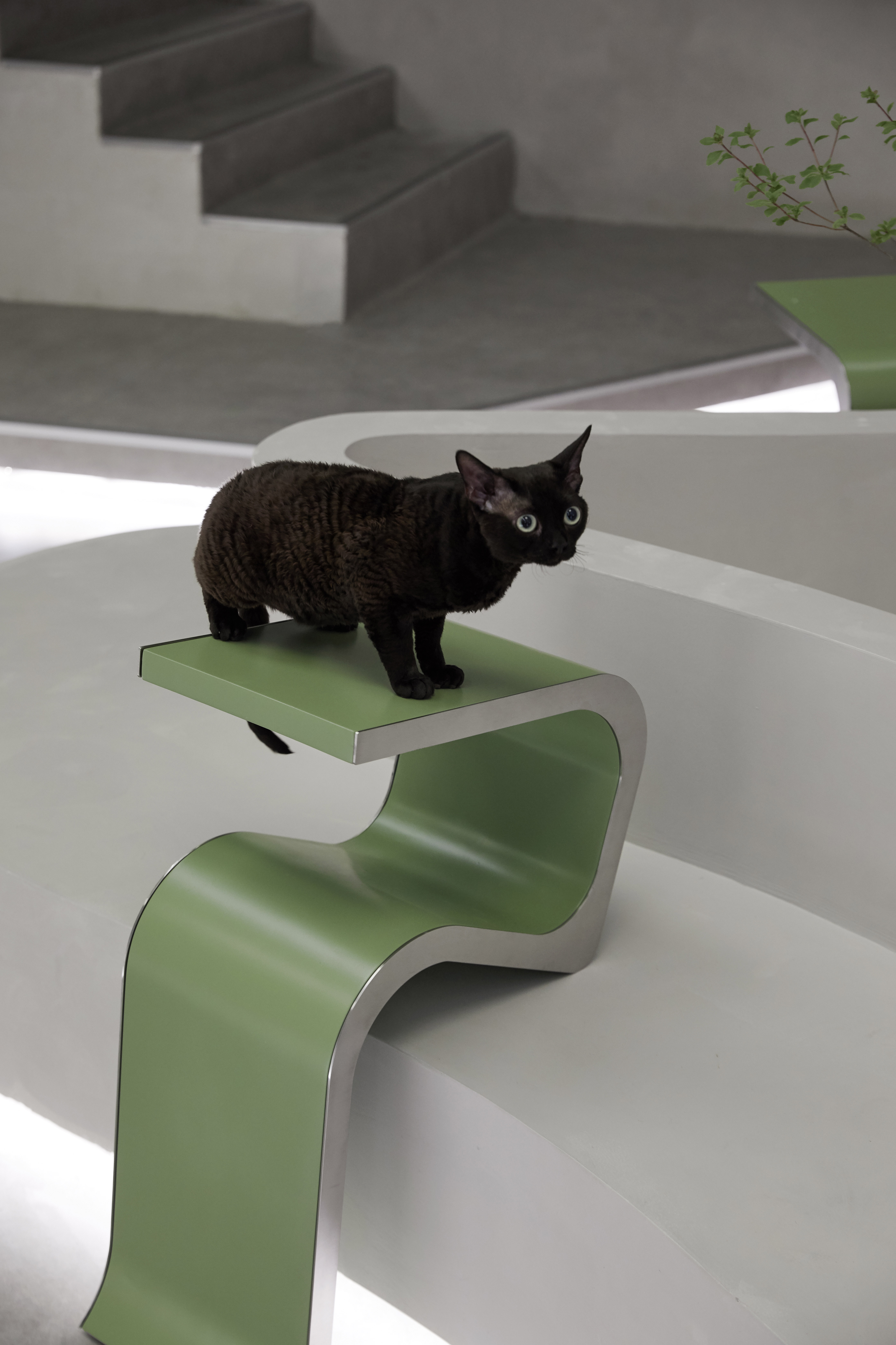 Springfield Pet Hospital by Shejin Space Design - Architizer