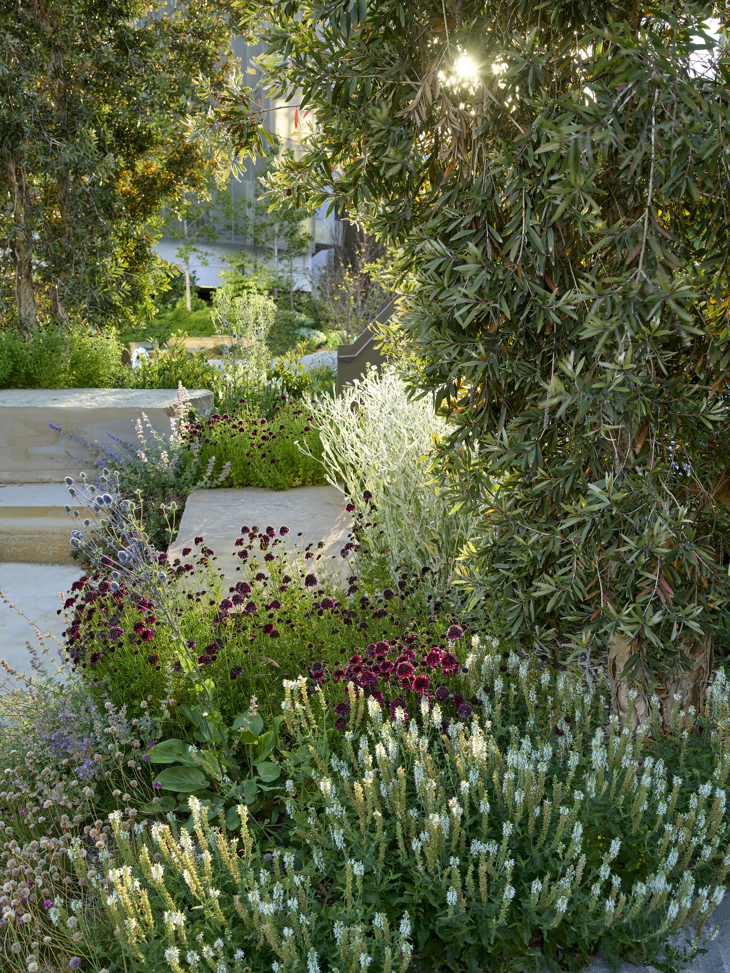 Pierpoint Lane by Surfacedesign, Inc - Architizer