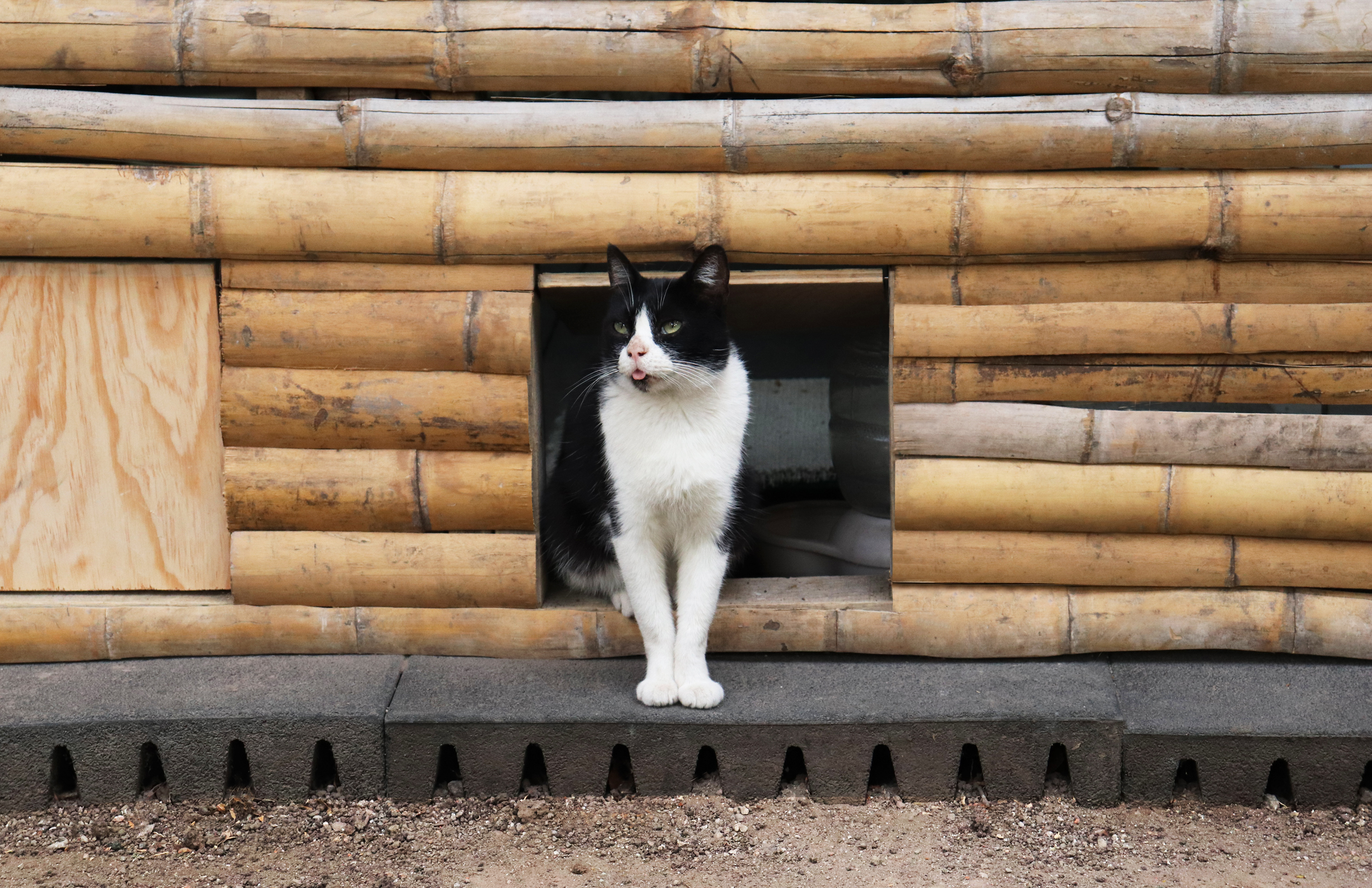 Bamboo Cat Shelter by ArchiGuru - Architizer