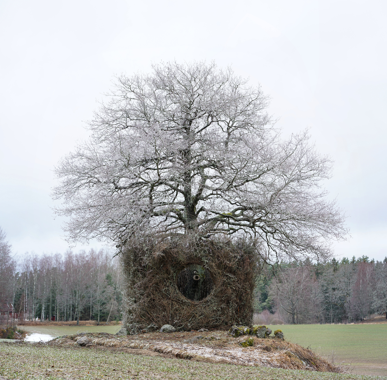 One Tree Four Seasons by Ulf Mejergren Architects (UMA) - Architizer