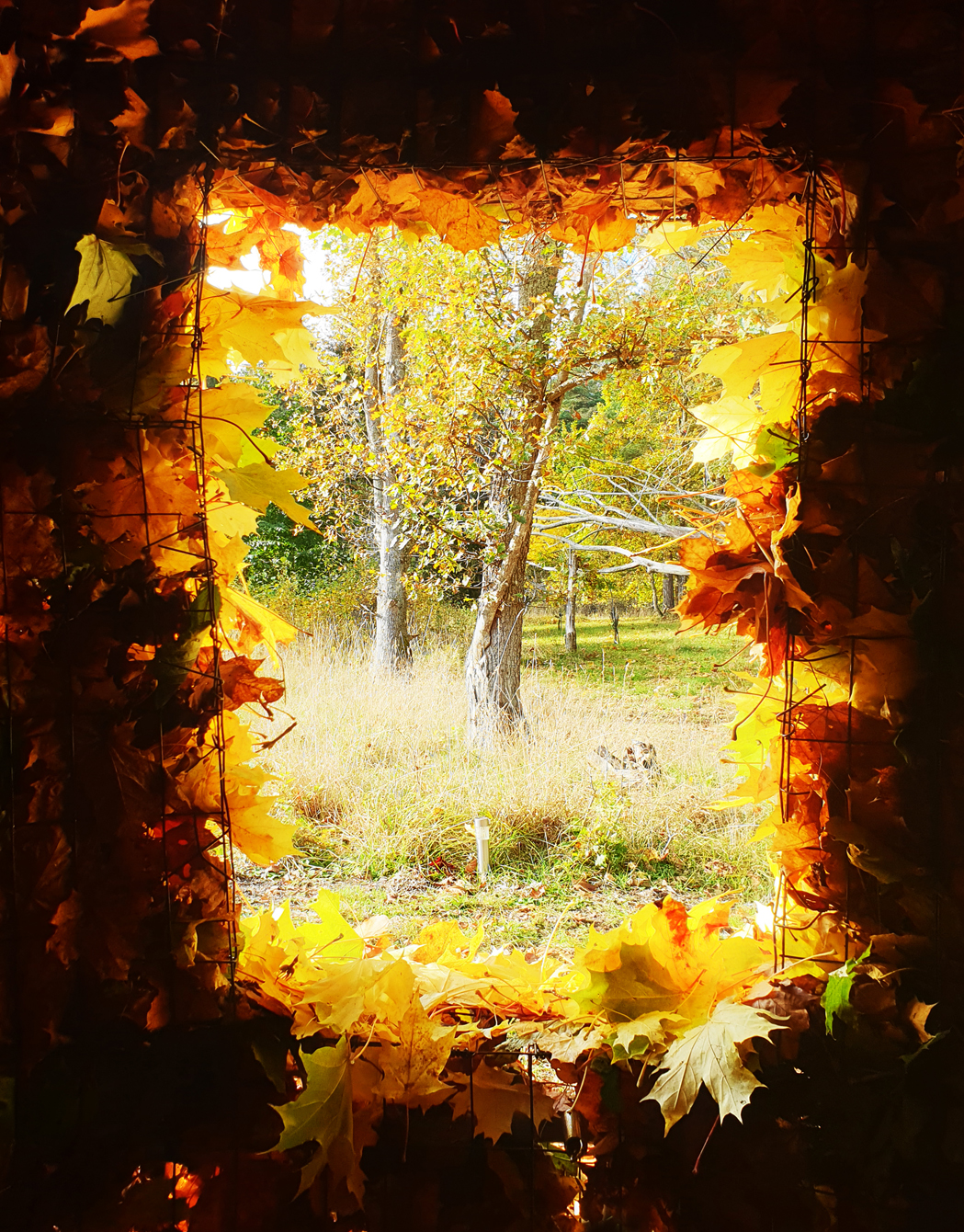 Leaf Hut by Ulf Mejergren Architects (UMA) - Architizer