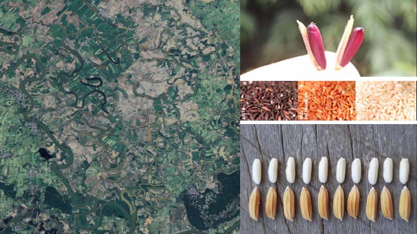 ASA PUBLIC WORK Pavilion - Rice is gem by MAFC Muslim Architect for ...