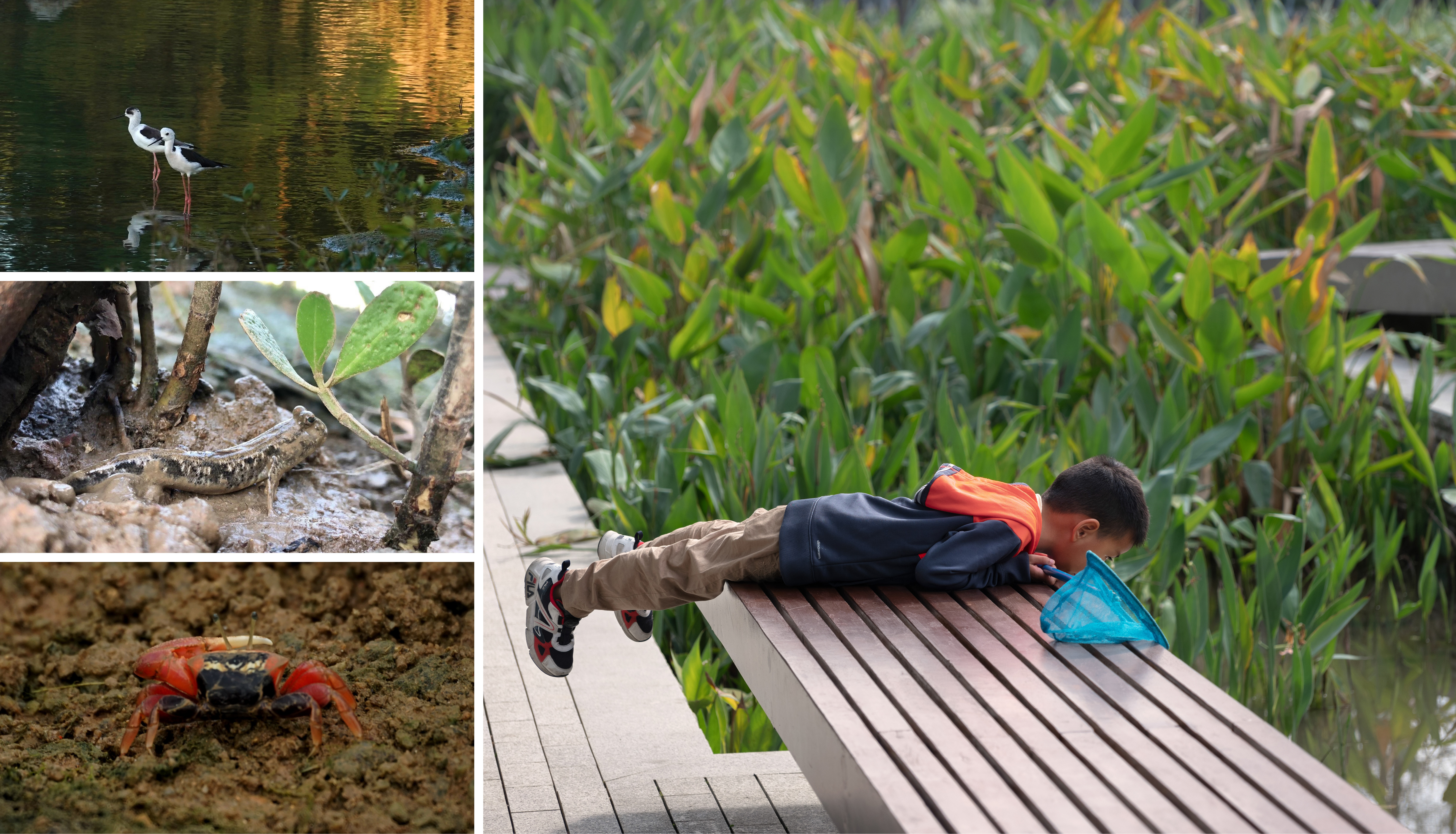 Qianhai's Guiwan Park by Field Operations - Architizer