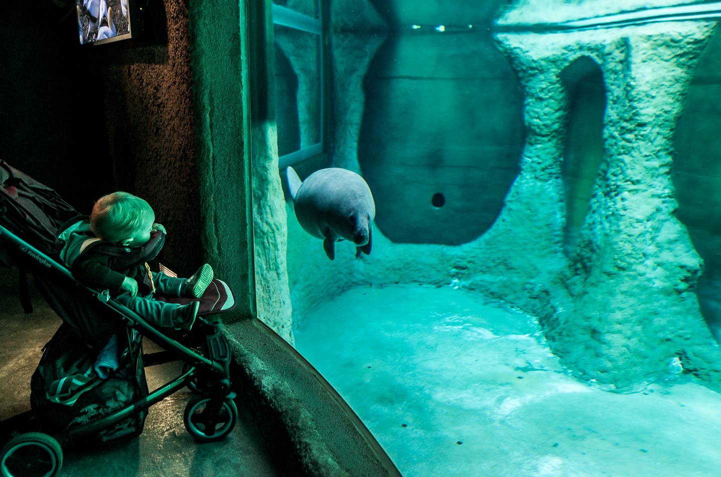 AFRYKARIUM OCEANARIUM, ZOO WROCŁAW by Szlachcic Architekci sp. z o.o ...