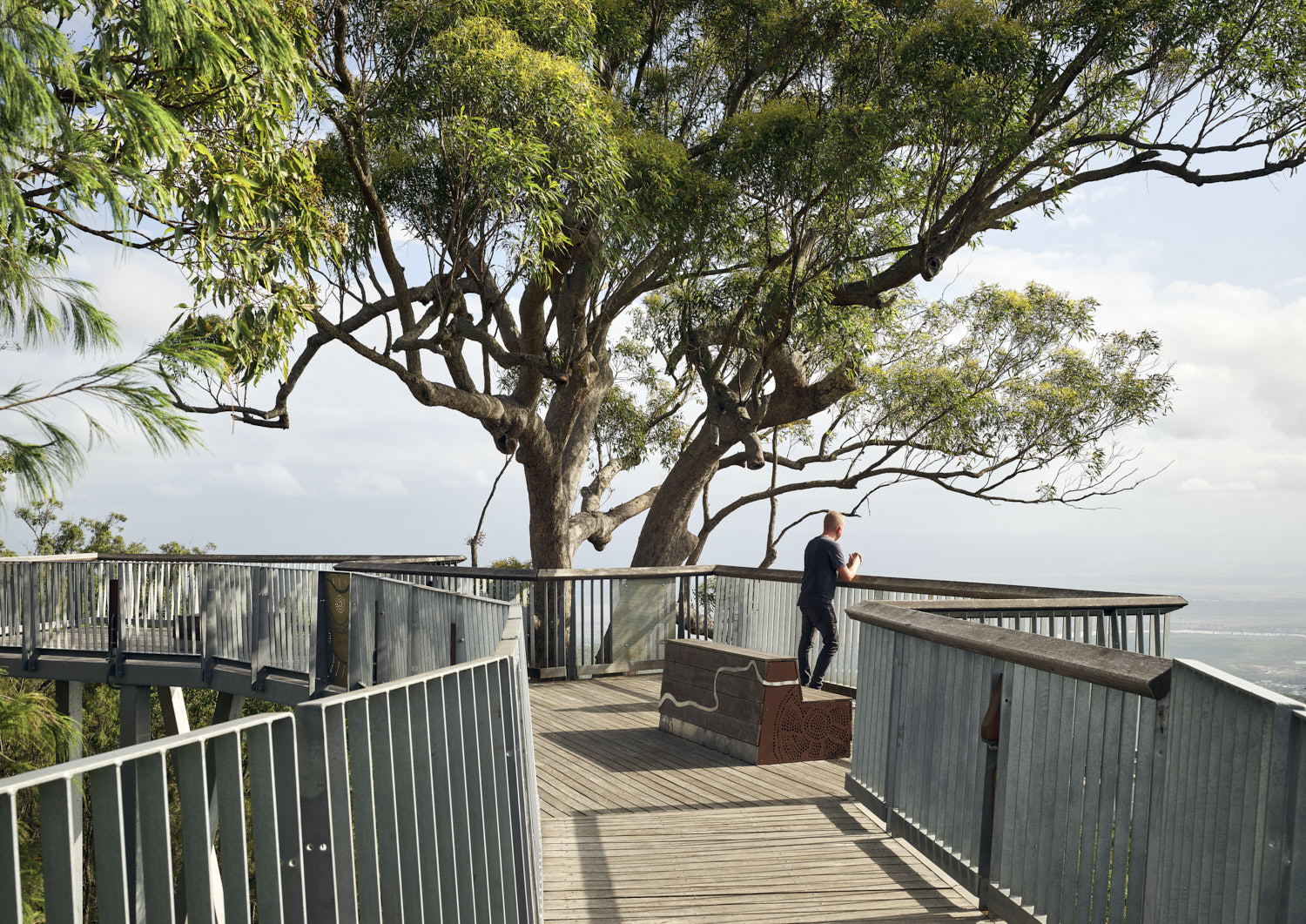 Mt Archer - Treetop Boardwalk and park revitalization by Design ...